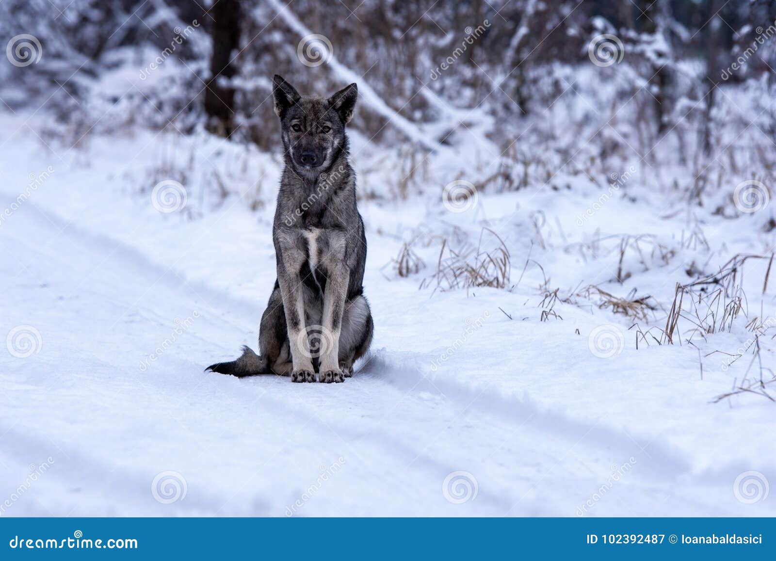 Homeless Dog, Winter in Snow Stock Image - Image of animal, real: 102392487
