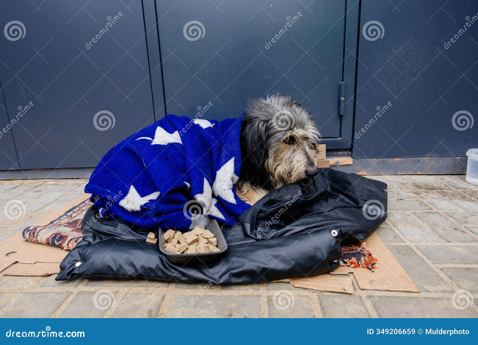 Homeless Dog Wrapped by People with Blanket Stock Image - Image of ...