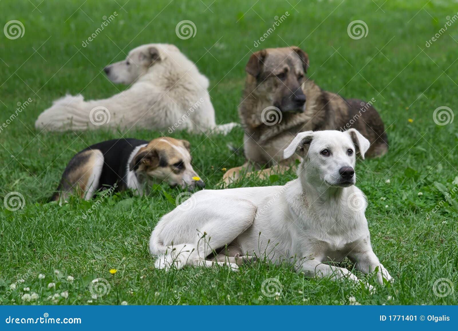 Homeless dogs stock image. Image of grass, serenity, alone - 1771401