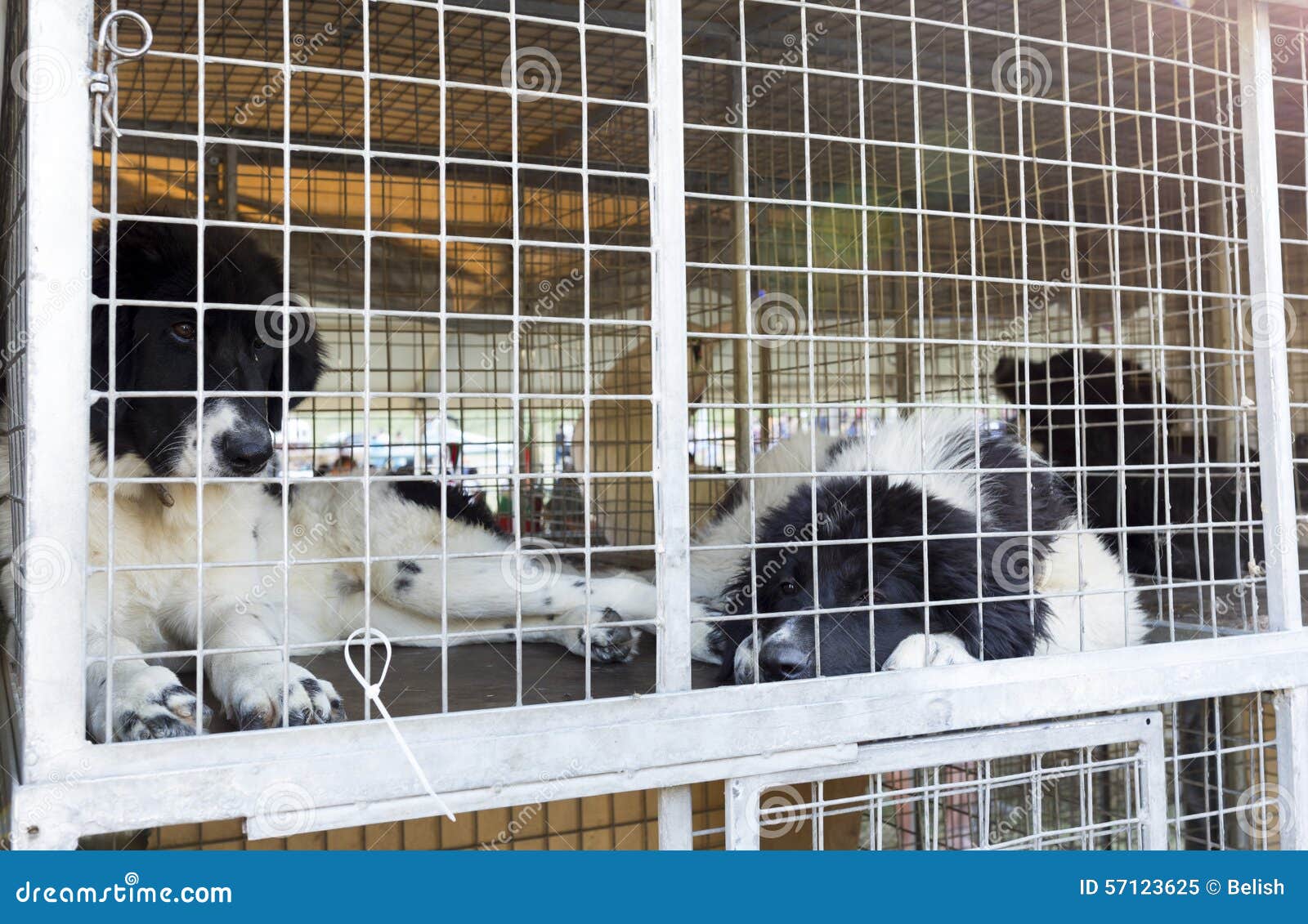 Homeless Dogs In Cages Stock Image | CartoonDealer.com #57123625