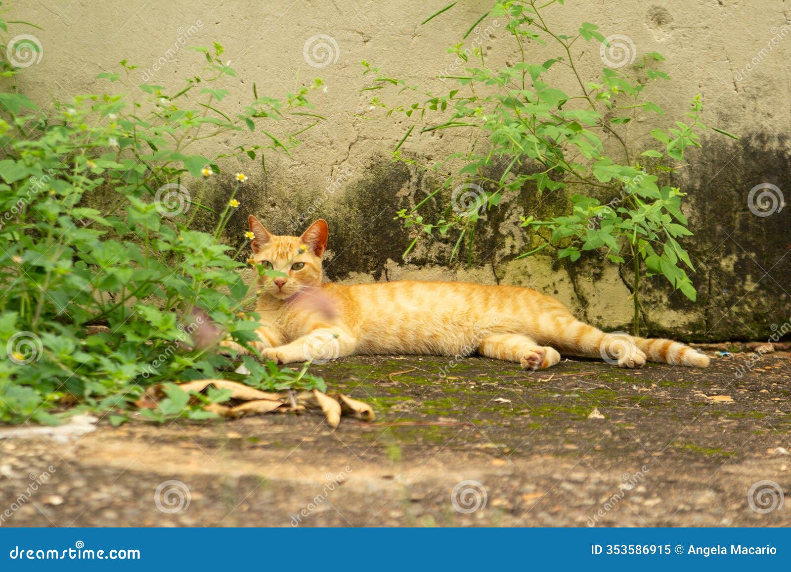 A Homeless Ginger Kitten, Lying Down. Stock Image - Image of grass ...