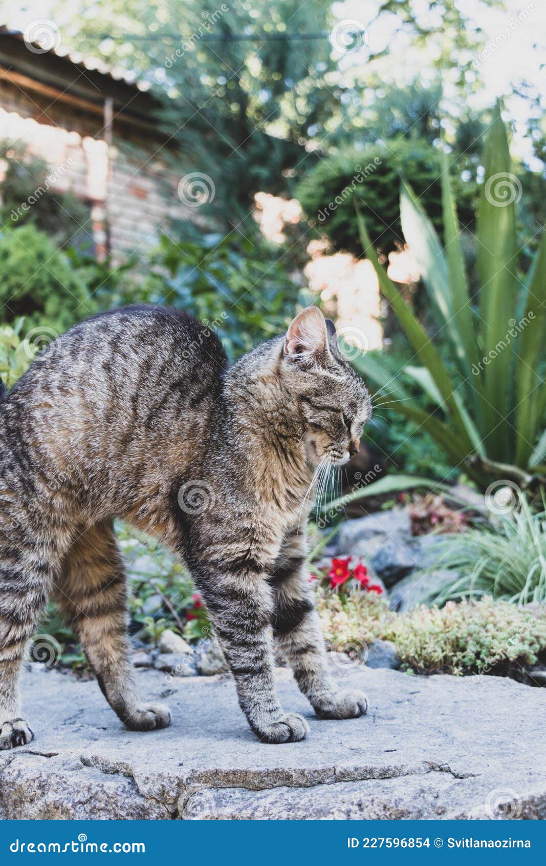 Homeless Gray Striped Cat Arching Its Back and Stretching after ...