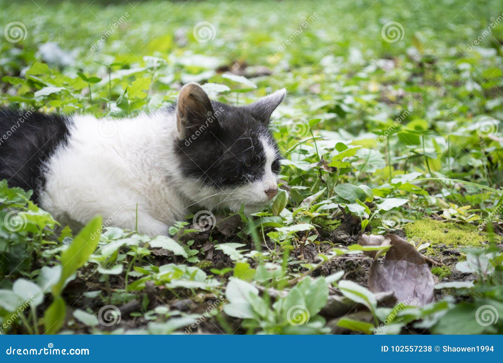 Pitiful stray cat stock photo. Image of animal, domestic - 102557238