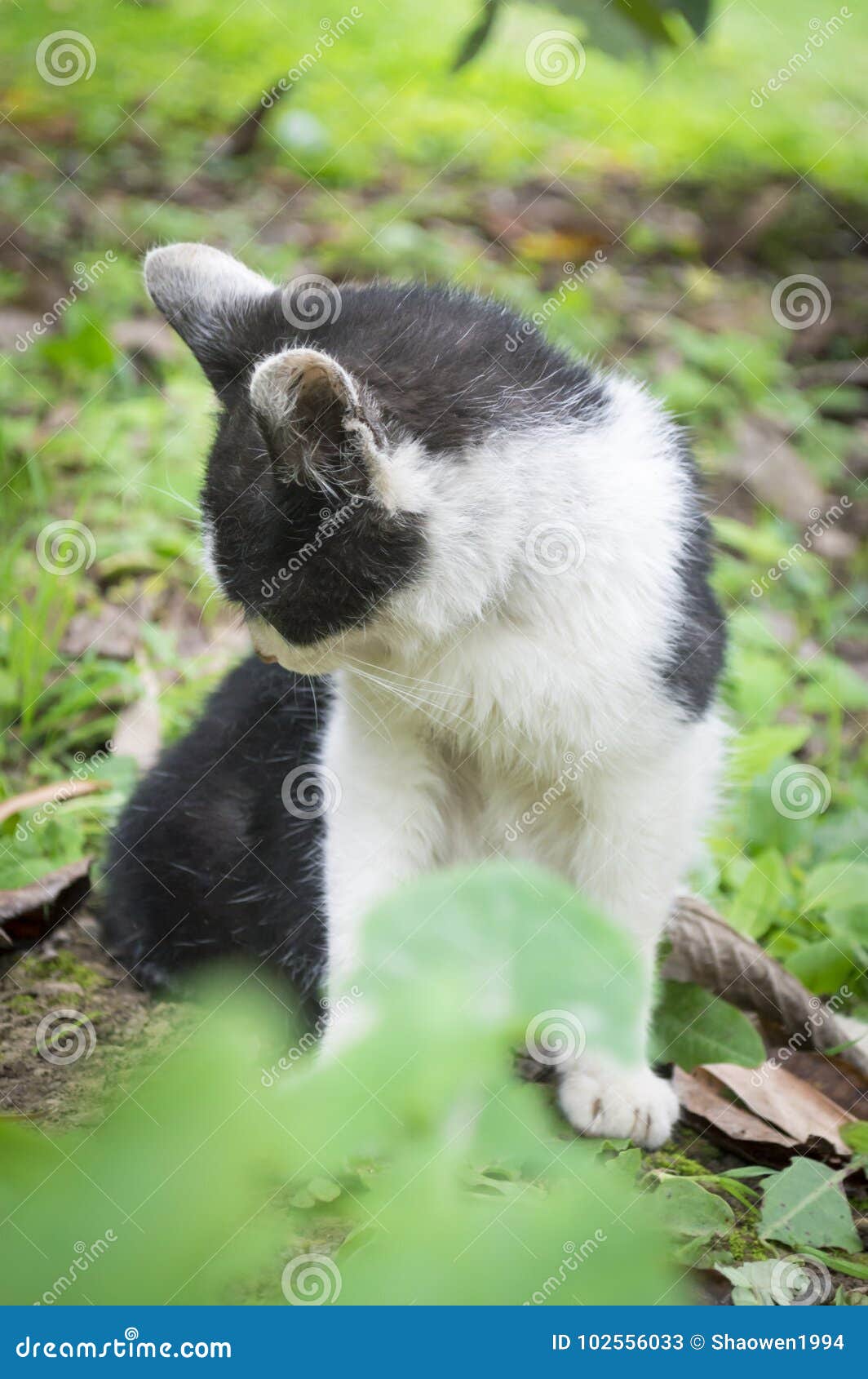 Pitiful stray kitten stock image. Image of lame, outdoor - 102556033