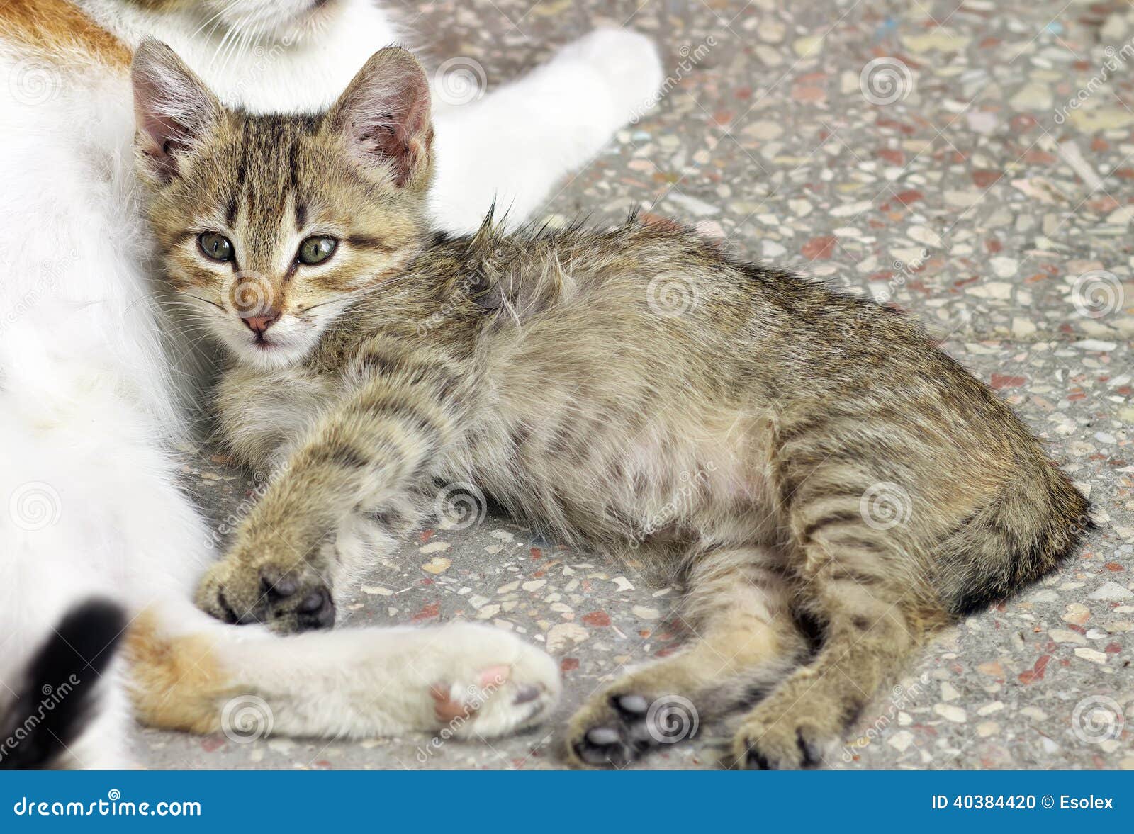 Homeless kitten stock photo. Image of home, protection - 40384420