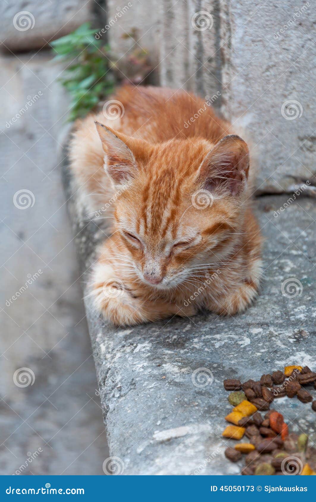Homeless kitten stock image. Image of looking, beautiful - 45050173
