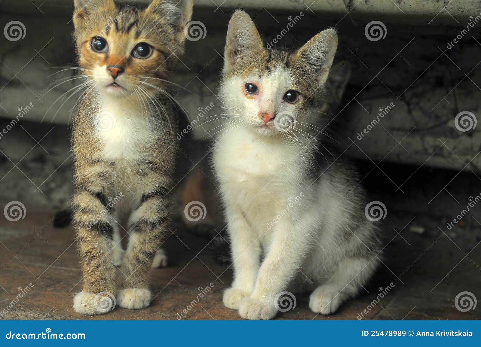 Homeless kittens stock image. Image of breed, multi, homeless - 25478989