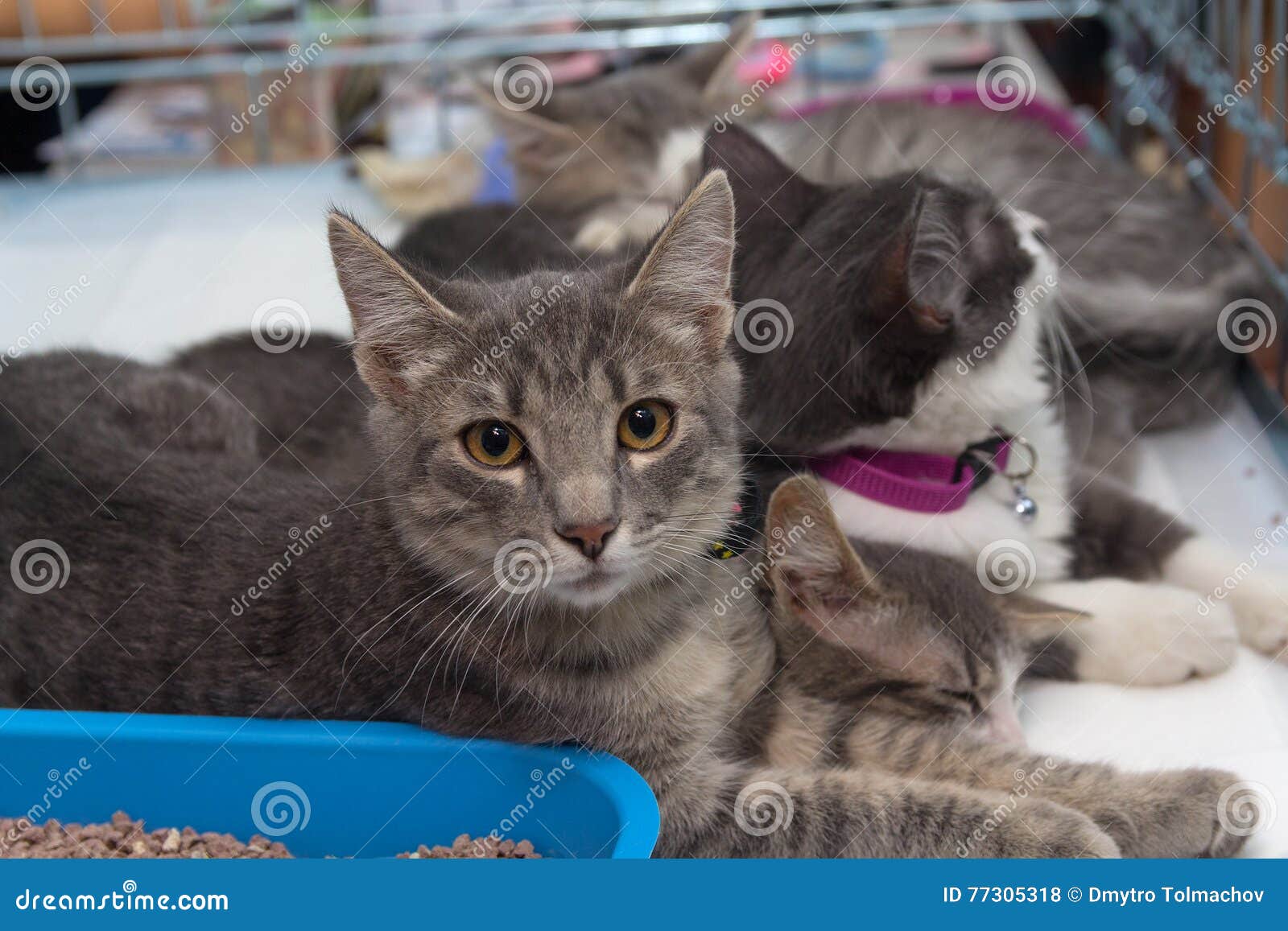 Homeless Kittens in a Cage at the Shelter Stock Photo - Image of brood ...