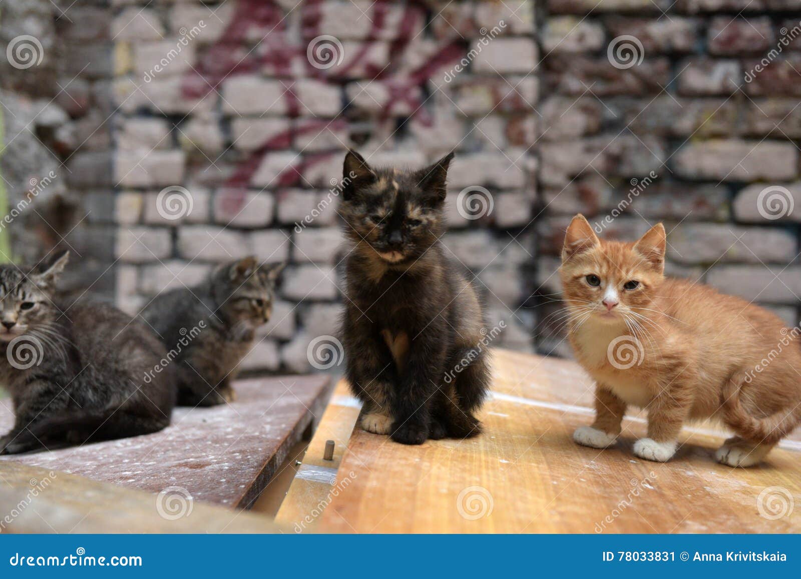 Homeless kittens stock image. Image of family, adorable - 78033831