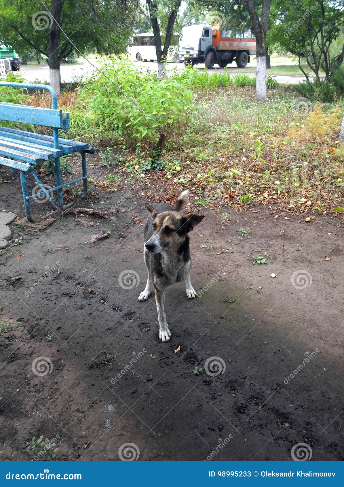 Homeless, Legless Dog - Invalid Stock Image - Image of companion ...