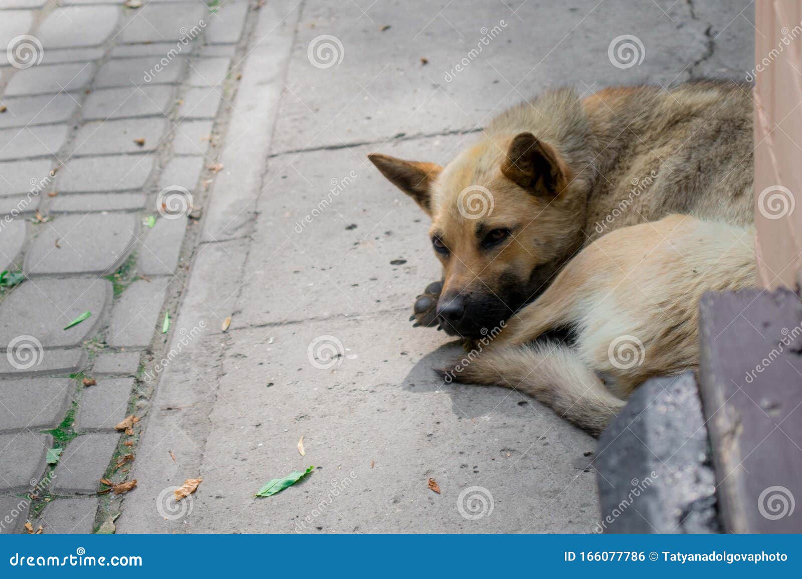 Homeless Lonely Dog in the City Stock Photo - Image of portrait ...