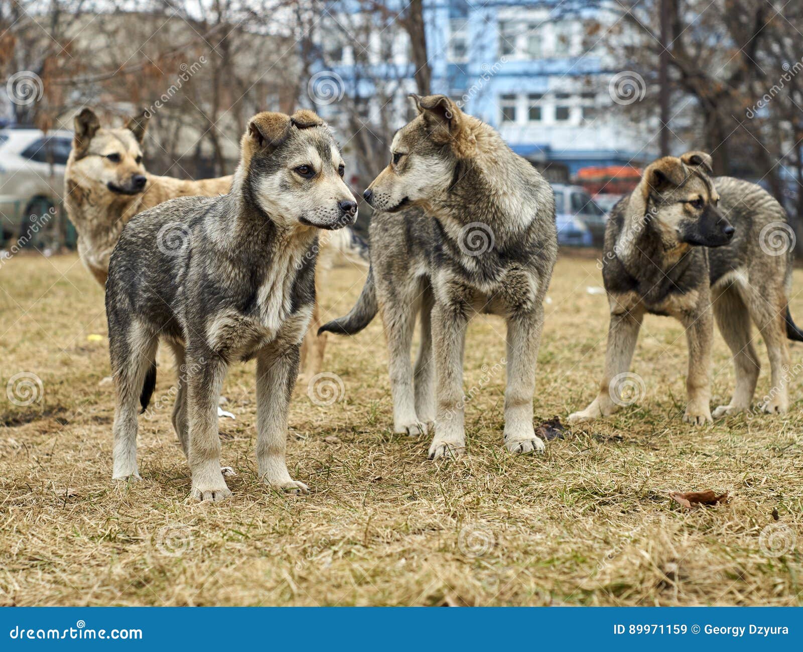 Homeless mongrel dogs stock image. Image of looking, eyes - 89971159