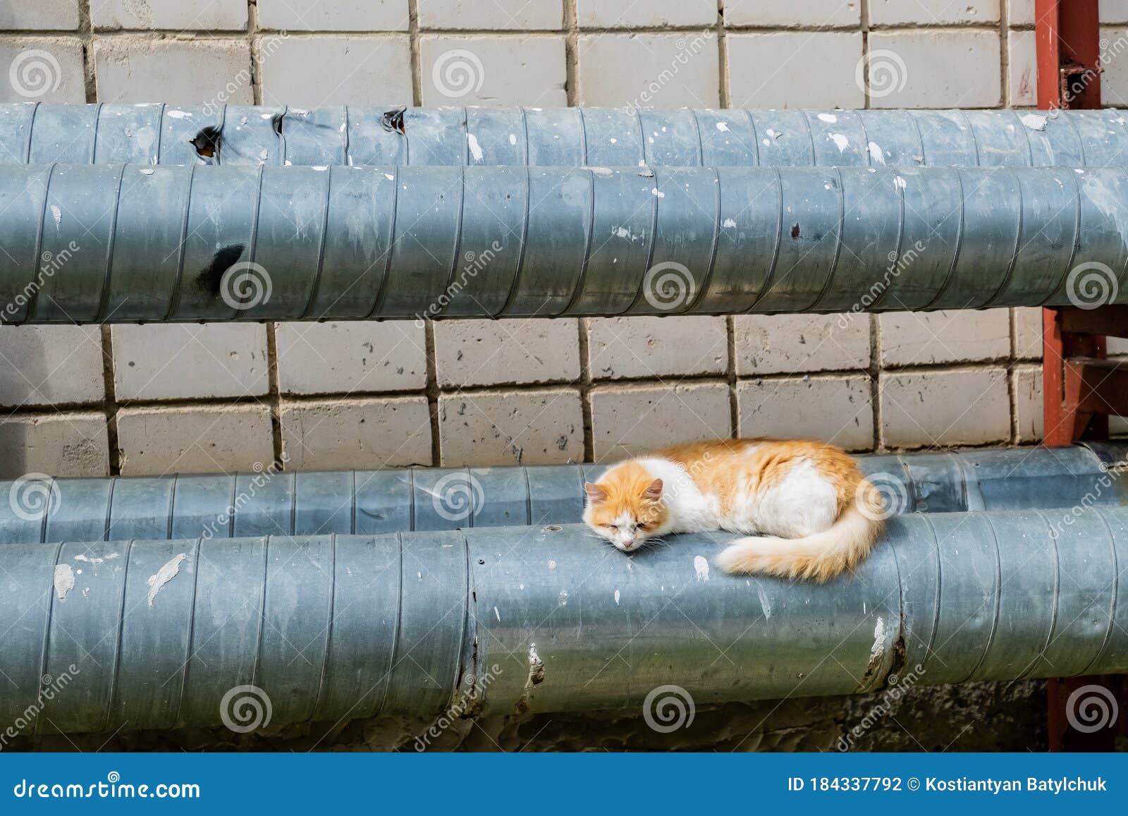 Homeless Old Red Cat Sitting on Water Pipes Stock Photo - Image of ...