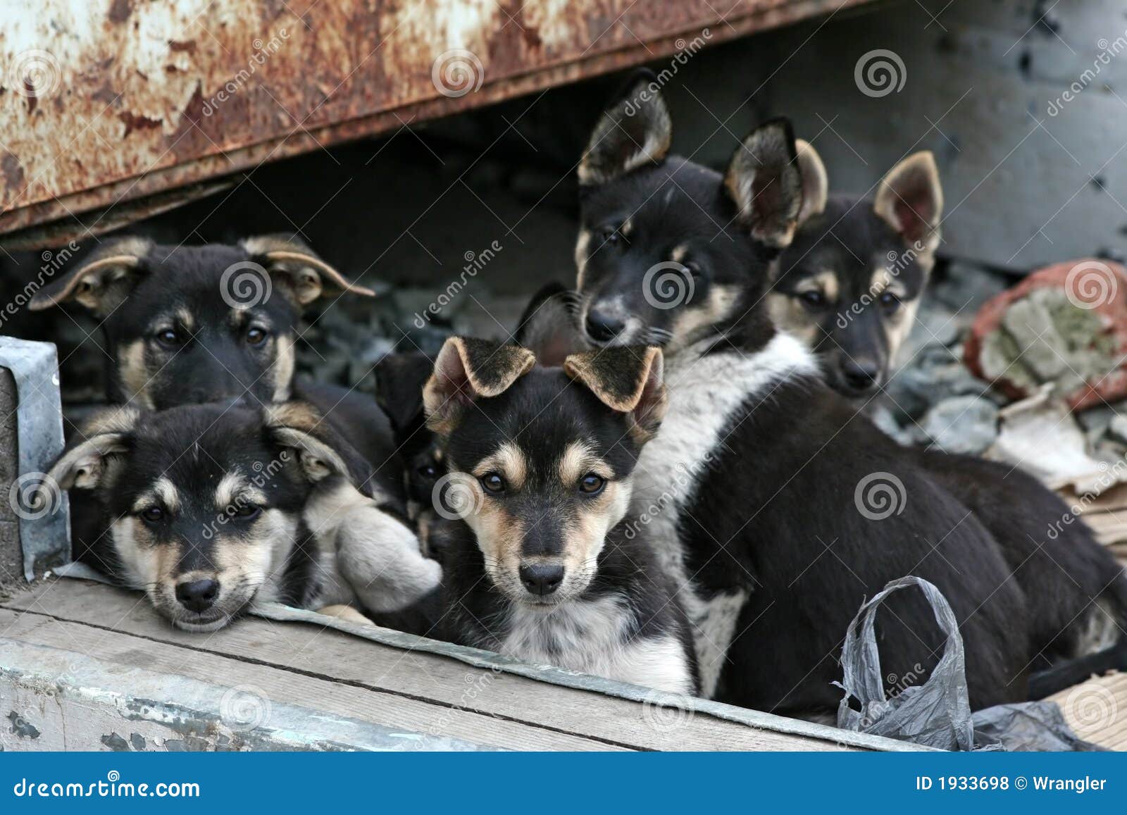 Homeless puppies stock photo. Image of friendship, black - 1933698