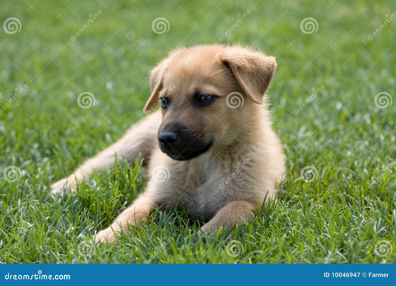 Homeless puppy stock image. Image of lonely, loneliness - 10046947