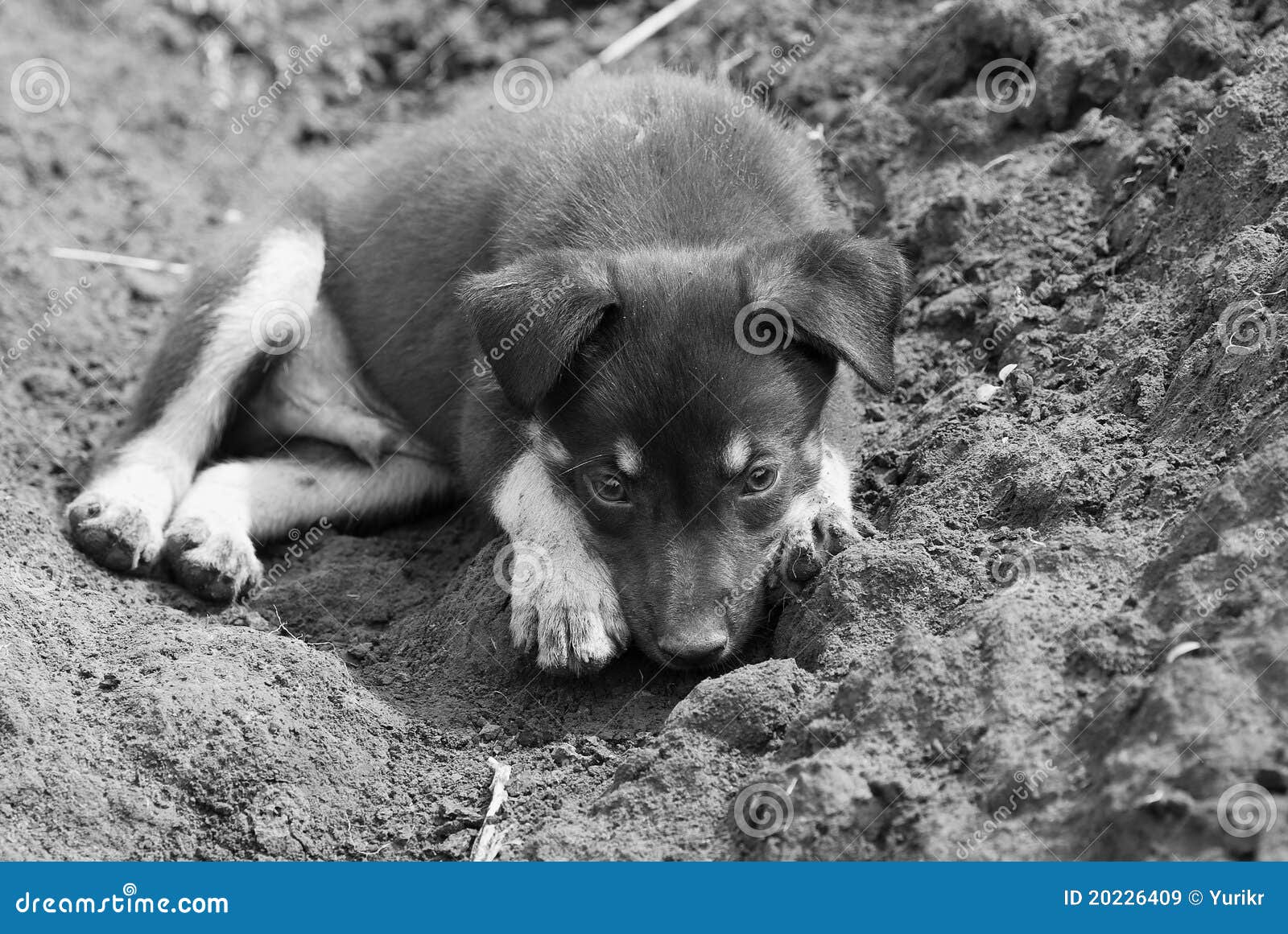 Homeless Puppy Royalty Free Stock Images - Image: 20226409