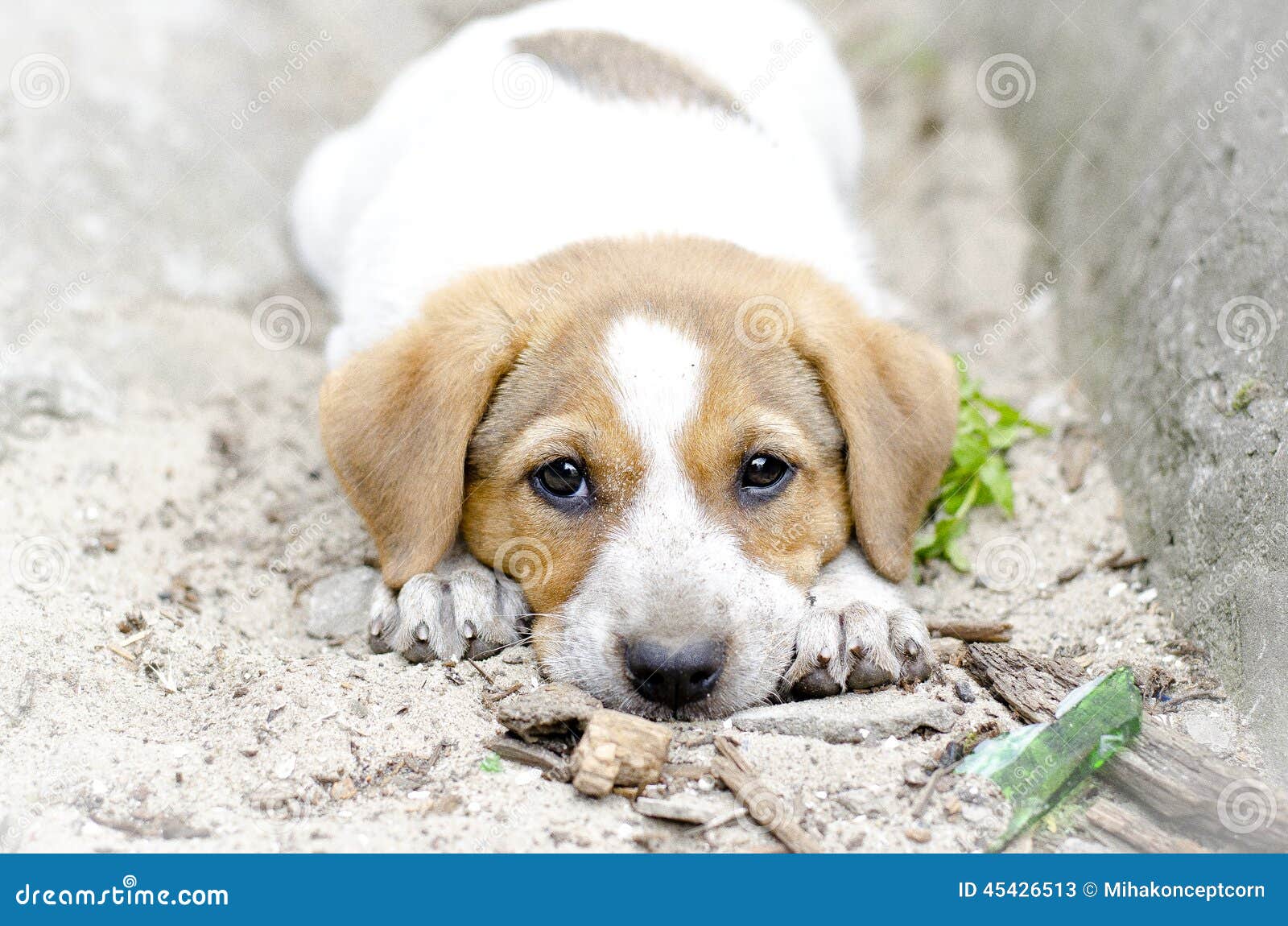 Homeless Puppy Lying on the Ground Stock Image - Image of puppy, earth ...
