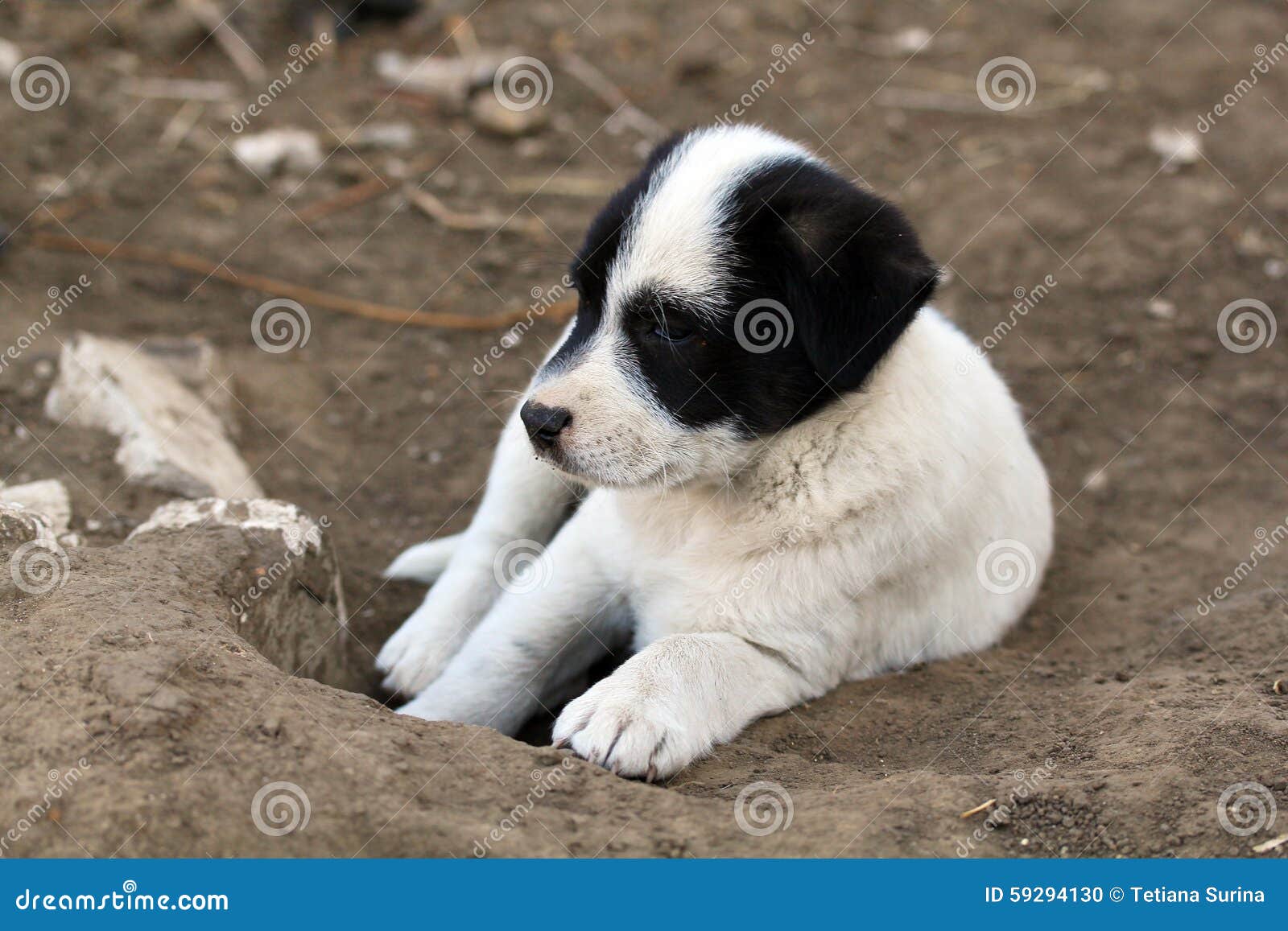 Homeless puppy. stock photo. Image of breed, litter, sorrowful - 59294130