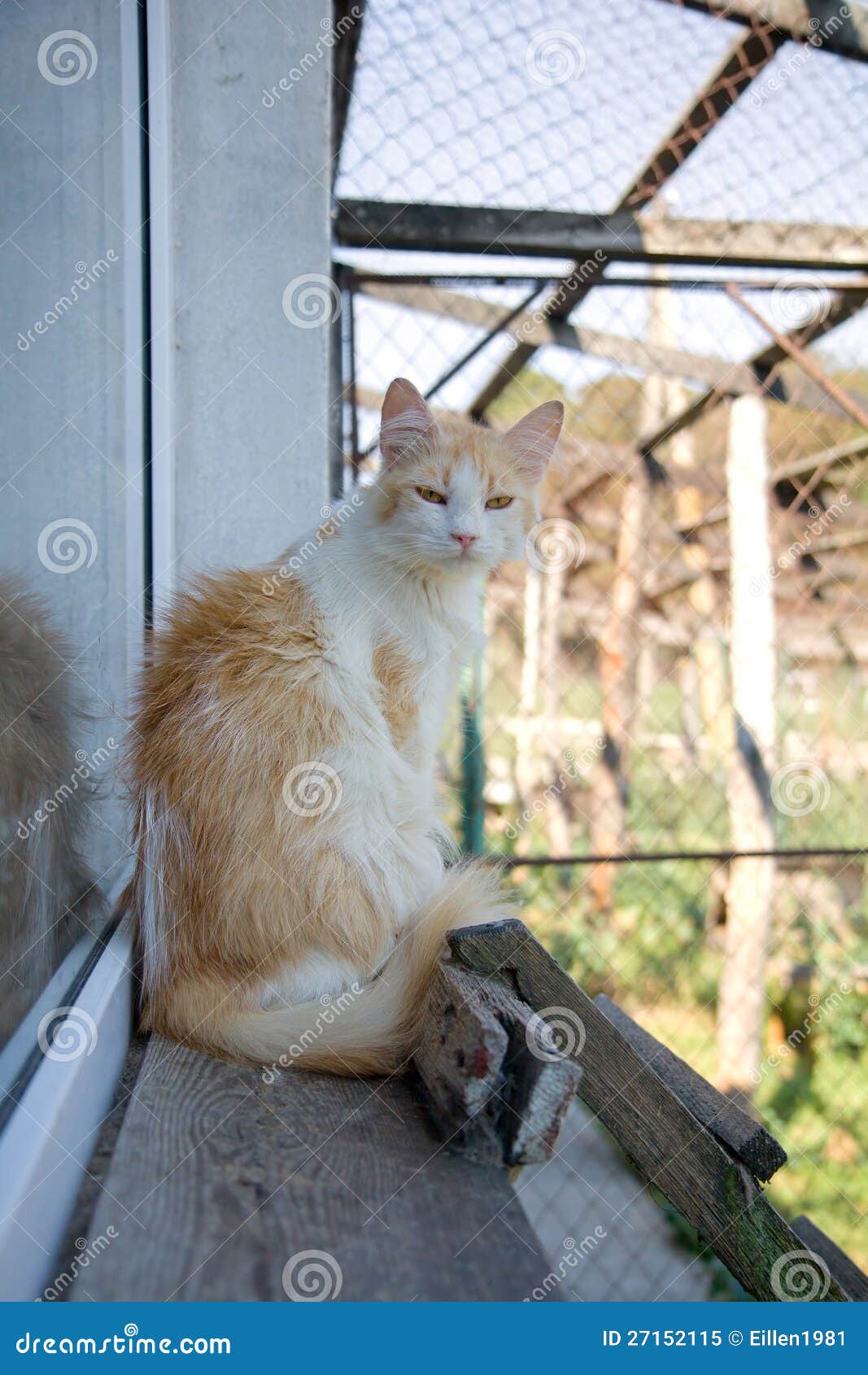 Homeless Red Cat in a Shelter Stock Image - Image of hair, fear: 27152115
