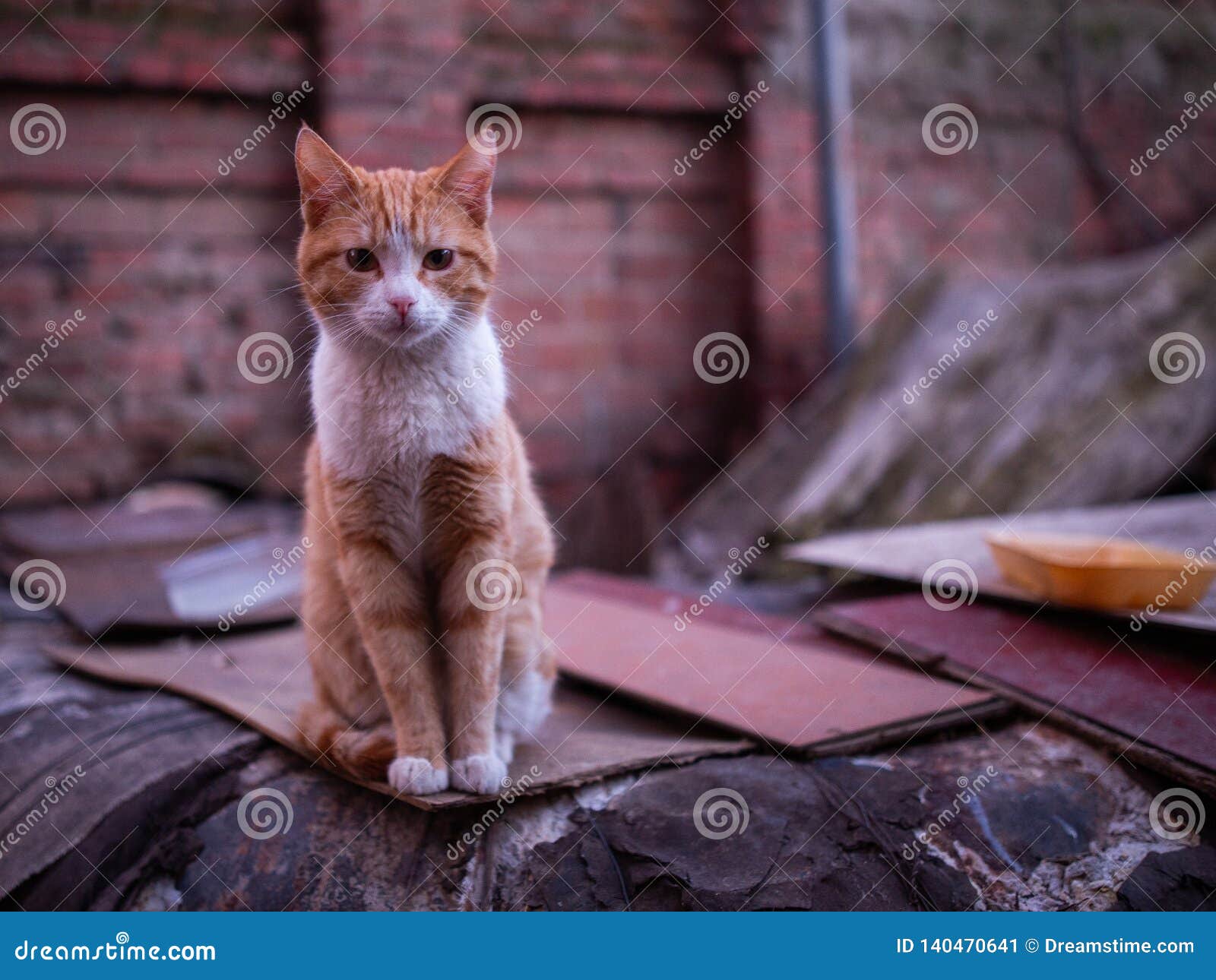 Sad Cat Stock Images - Download 12,645 Royalty Free Photos