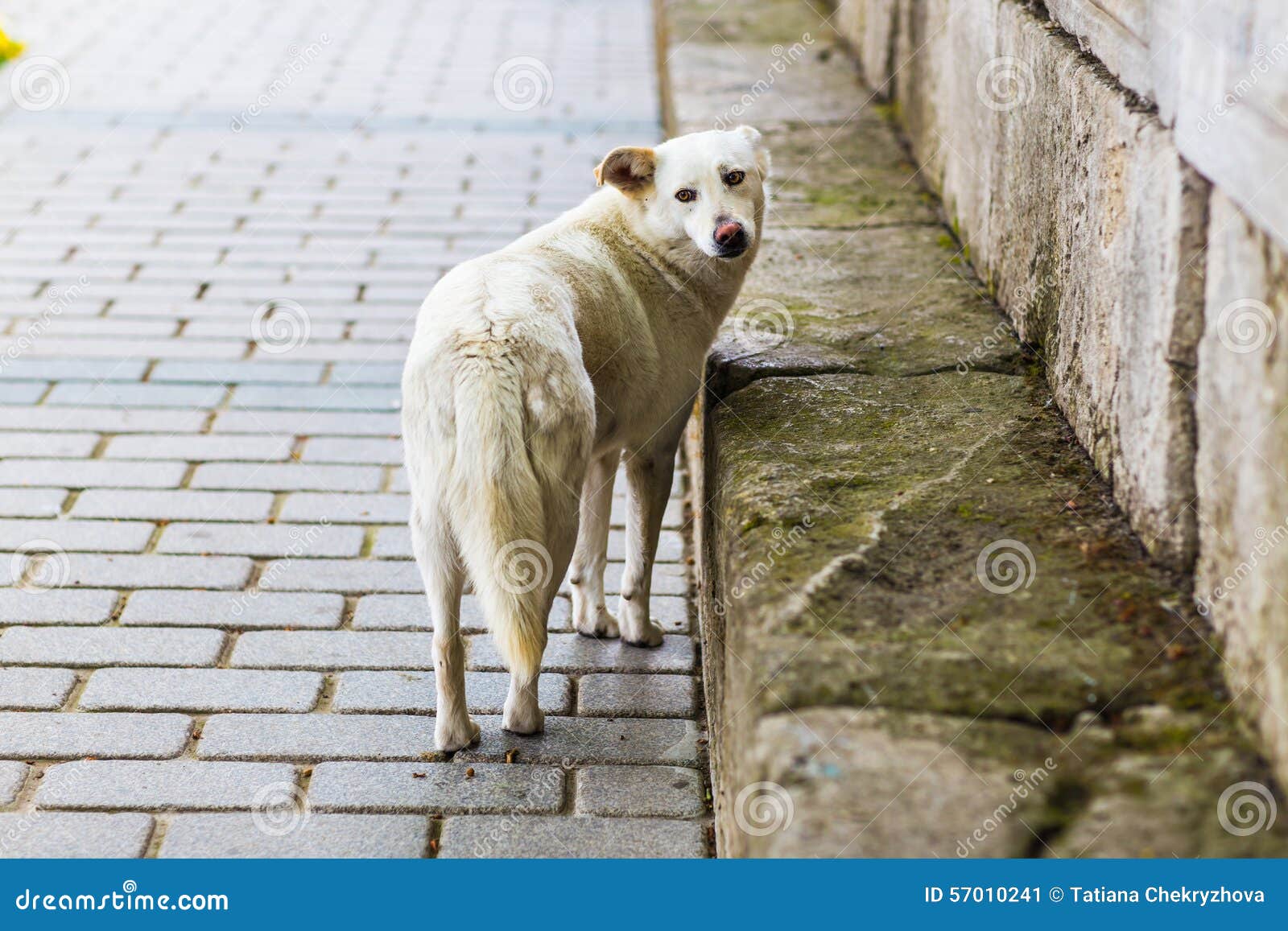 Homeless sad dog stock image. Image of roadside, brown - 57010241