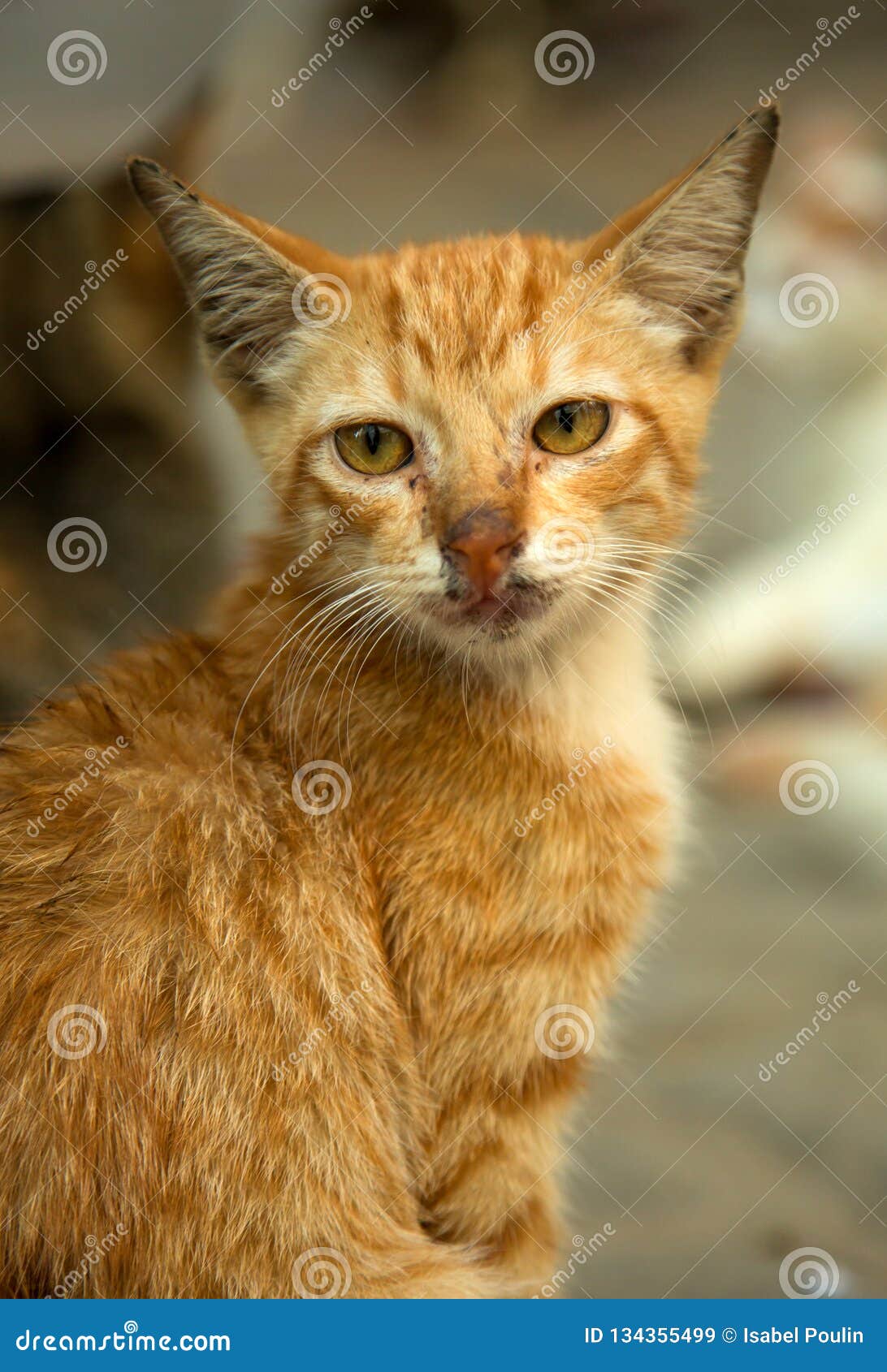 Homeless ginger cat stock image. Image of portrait, feline - 134355499