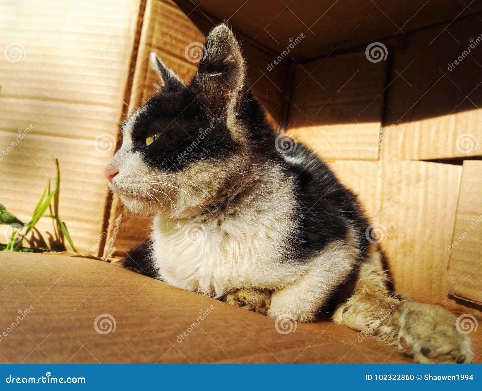 Homeless stray cat stock photo. Image of feline, hair - 102322860