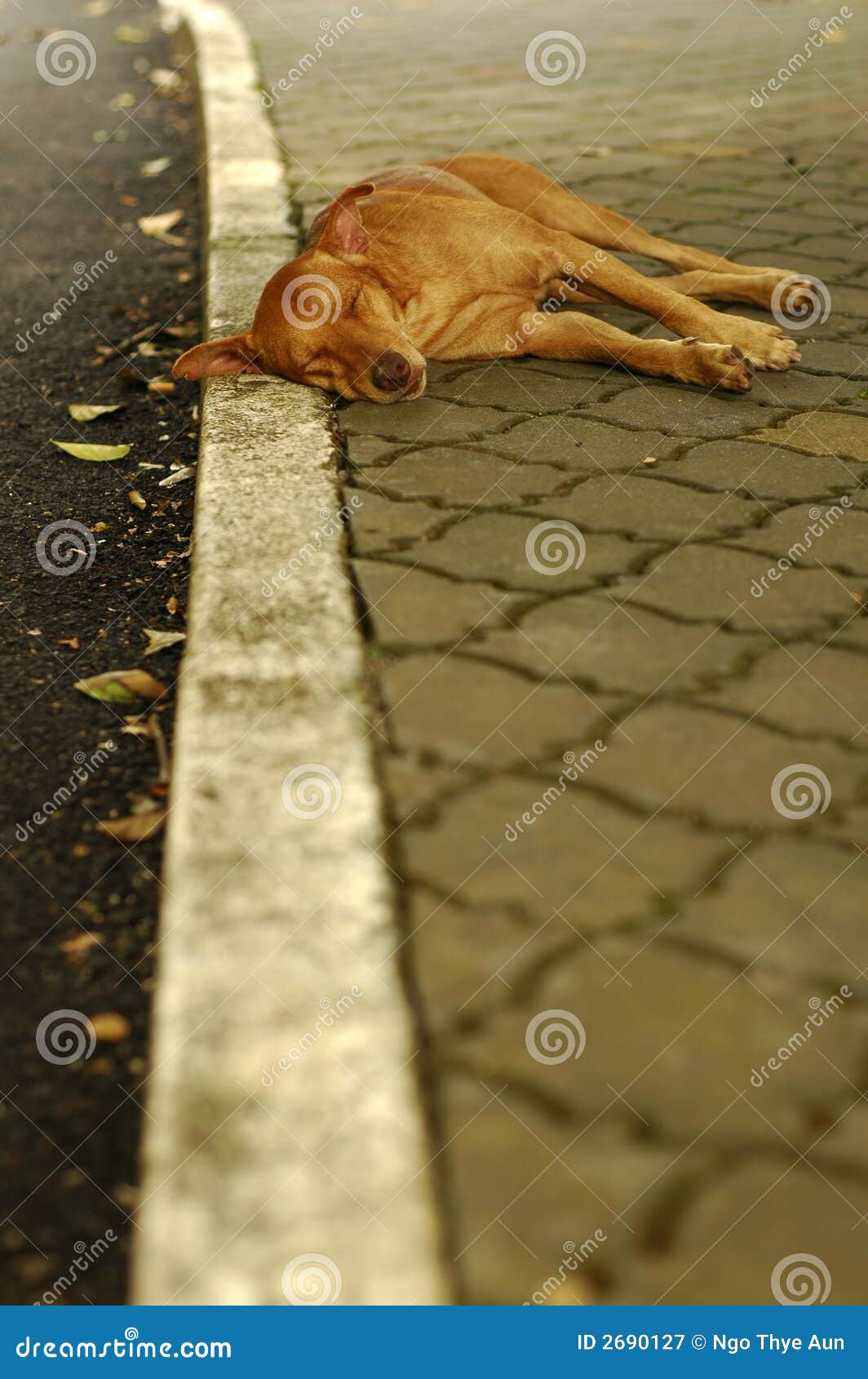 Homeless stray dog stock image. Image of tired, homeless - 2690127