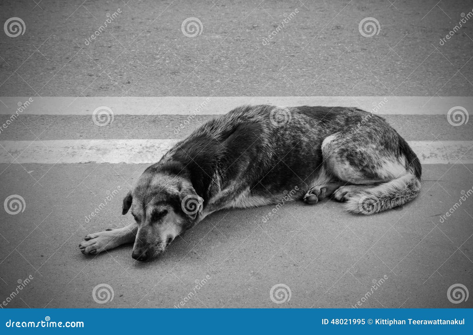 Homeless stray dog stock image. Image of roadside, lonely - 48021995