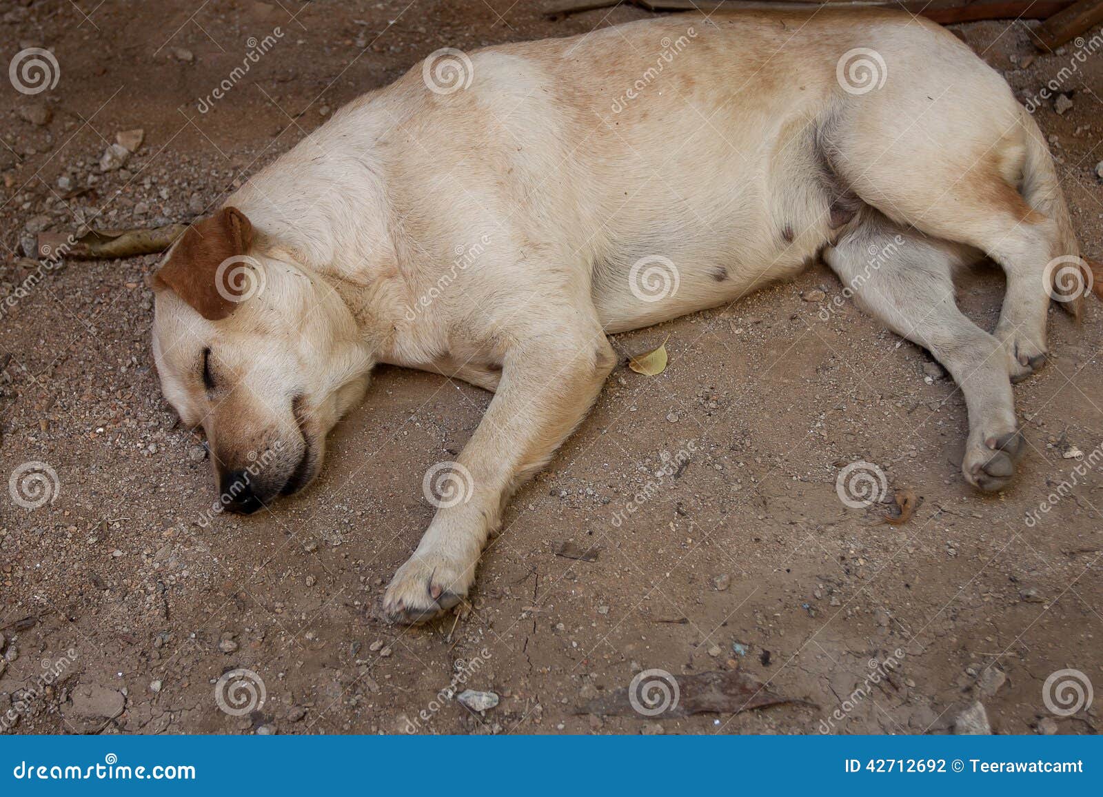 Homeless stray dog. stock photo. Image of homeless, rescue - 42712692