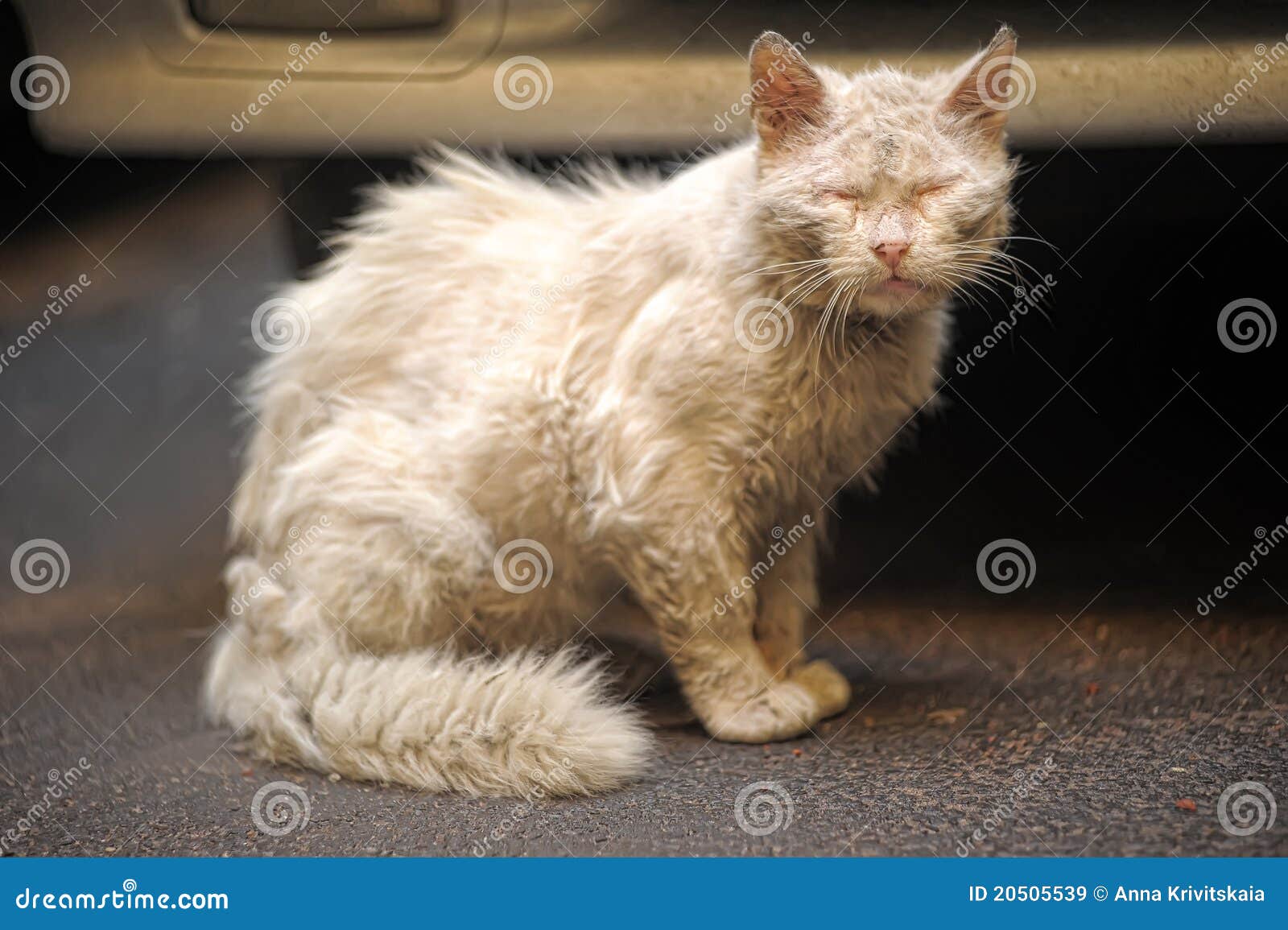 Homeless white cat stock image. Image of impulsiveness - 20505539