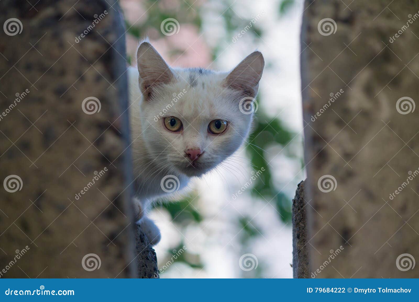 Homeless White Cat Peeking Out of Hiding Stock Photo - Image of animal ...