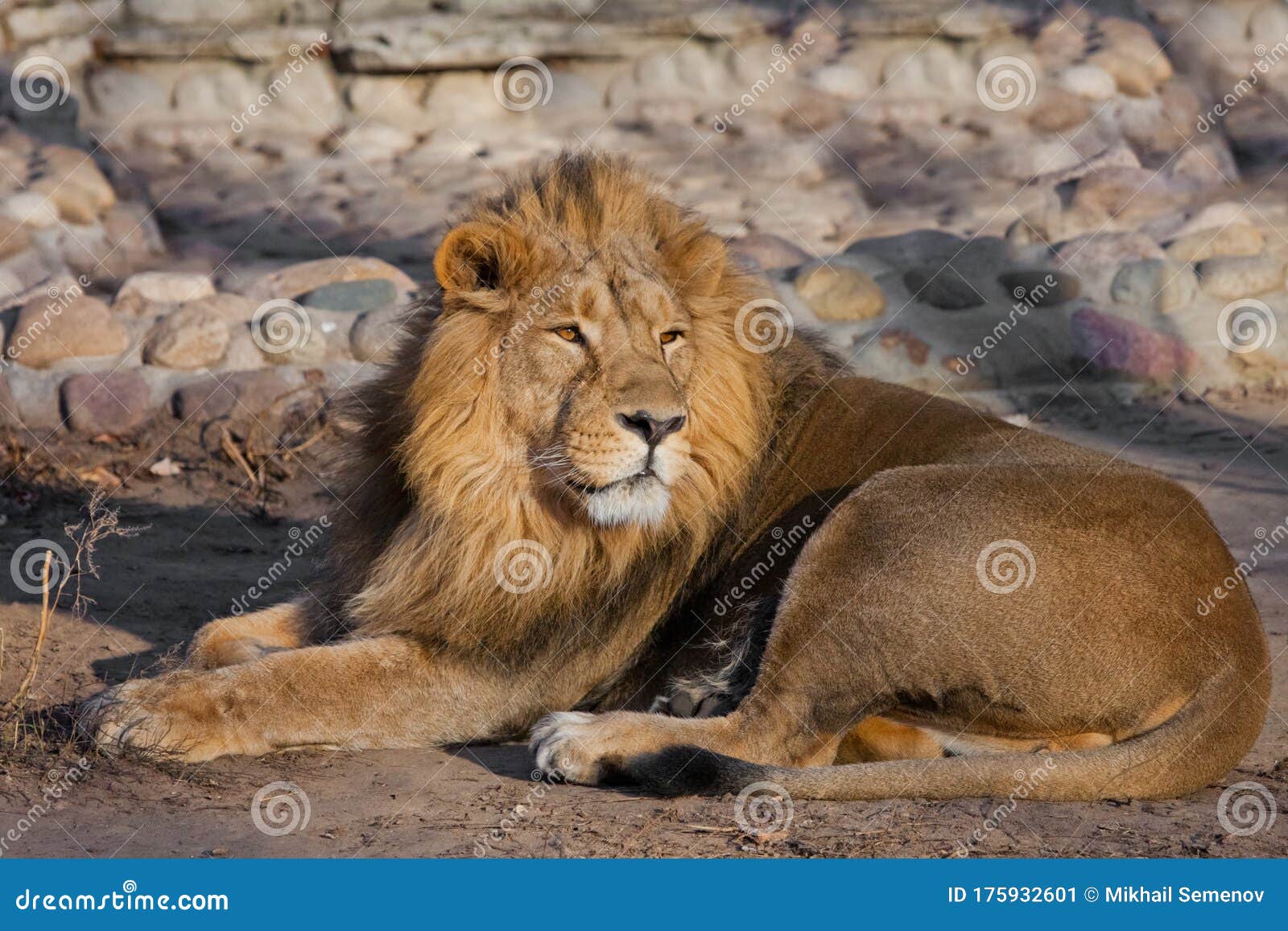 Homem-leão Poderoso Com Um Homem Chic Consagrado Pelo Sol Imagem de ...