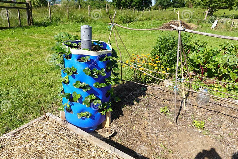 Homemade Container for Strawberry Growing Stock Image - Image of ...