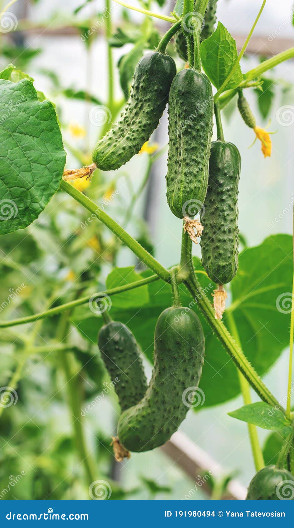 Homemade Cucumbers Grow on Stems. Selective Focus Stock Photo - Image ...
