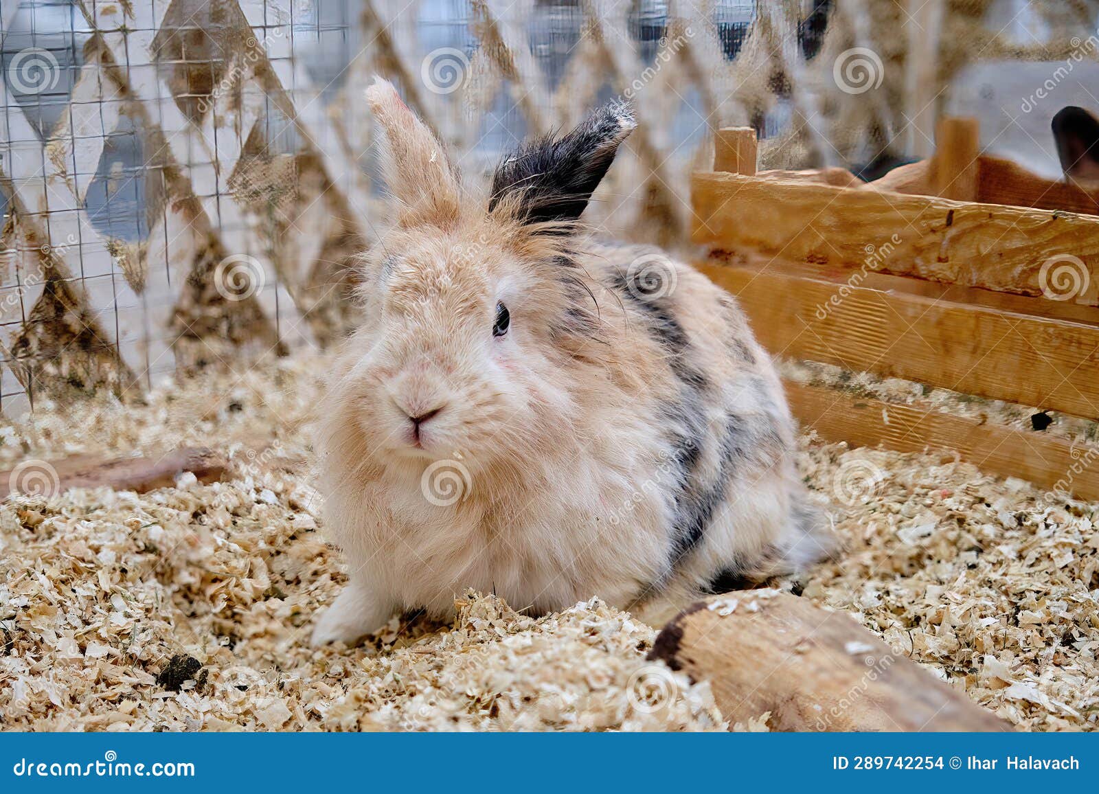 Homemade Rabbit Close-up Looks at the Camera Stock Photo - Image of ...