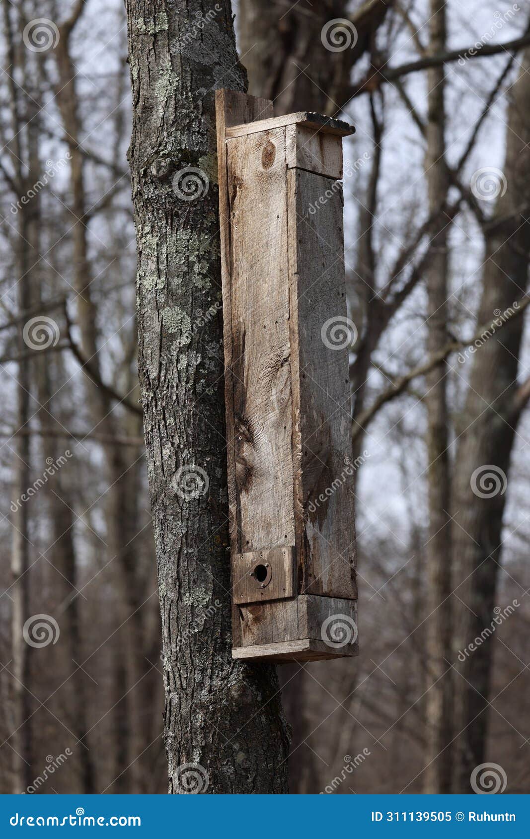 Flying Squirrel Nesting Box Stock Image - Image of rodent, hollow ...