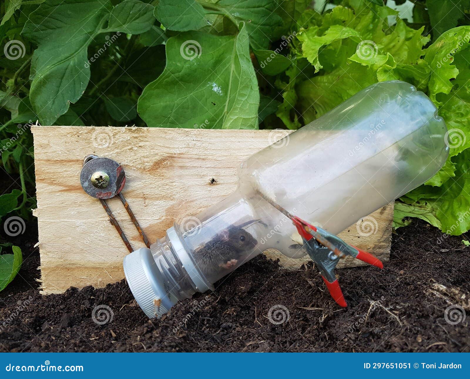 Homemade Trap with a Bottle To Catch Mice. Homemade Trap for Mouse ...