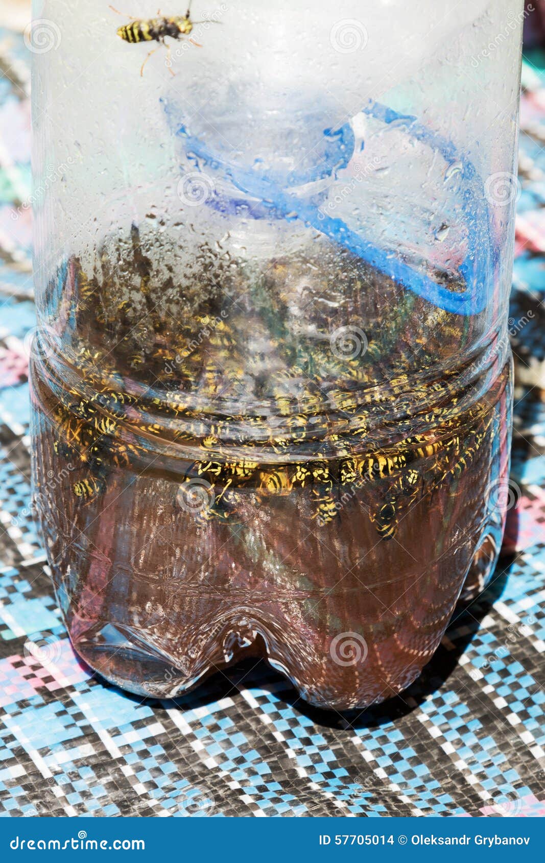 Homemade trap for wasps stock photo. Image of defeated - 57705014