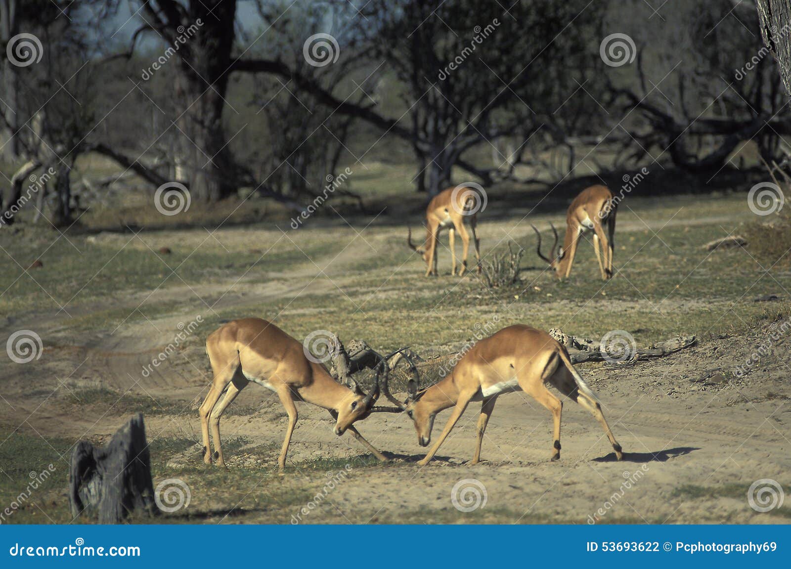 Homens Das Gazelas Que Lutam, Botswana Da Impala Foto de Stock - Imagem ...