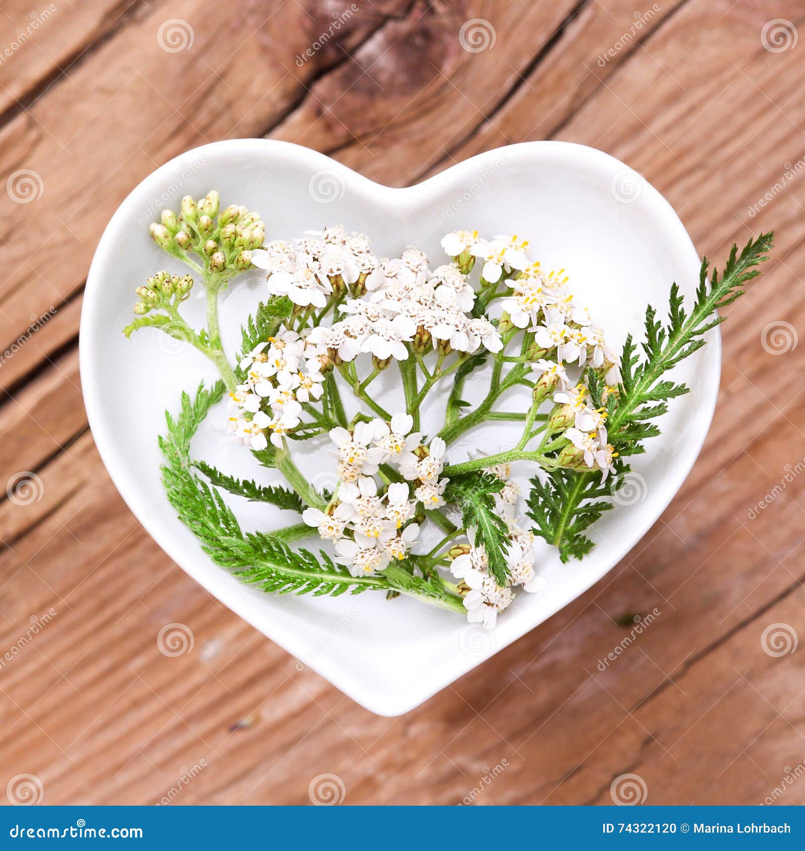 Homeopathy and Cooking with Silver Yarrow Stock Photo - Image of aroma ...