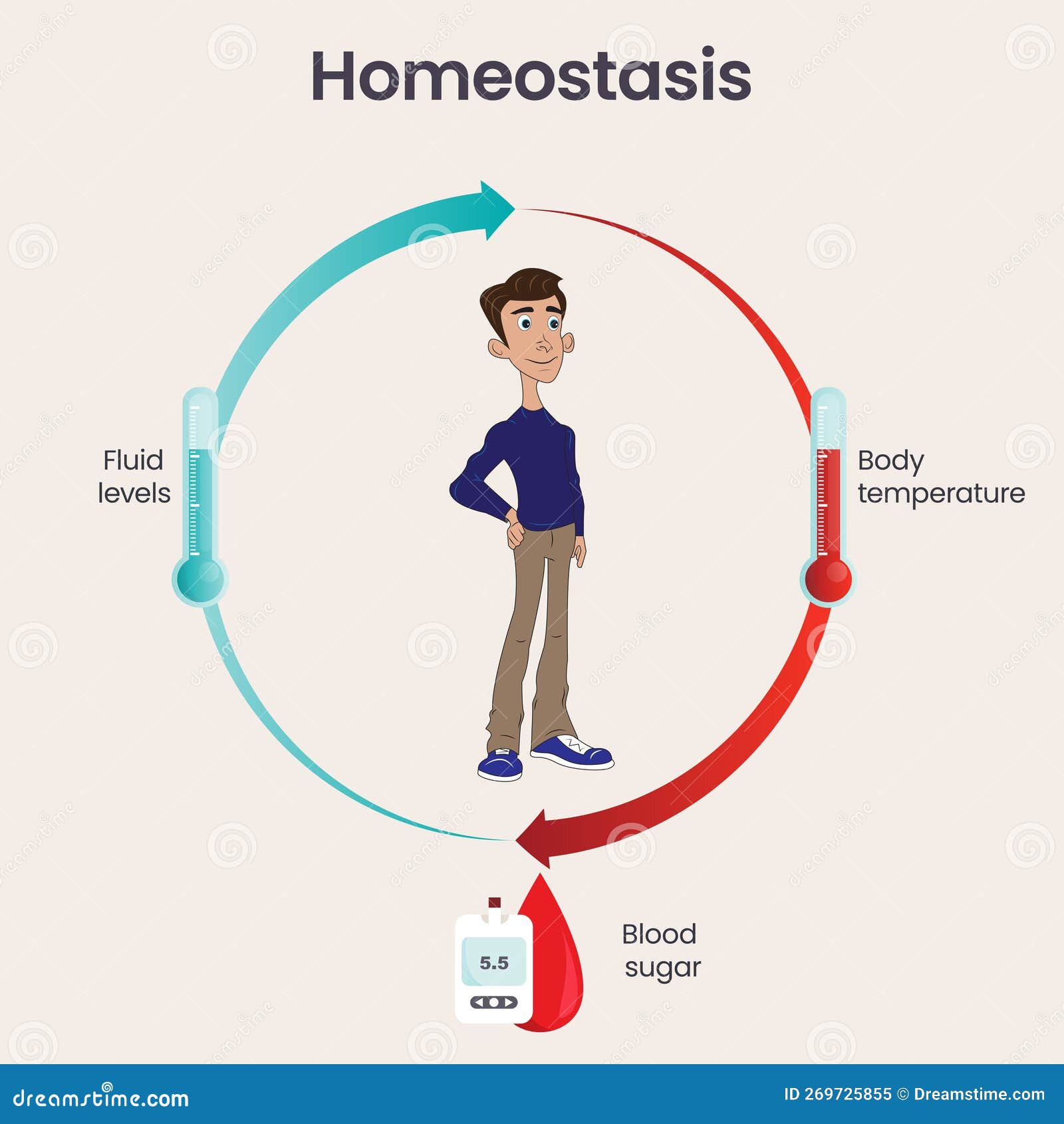Biology Homeostasis Science Vector Illustration Infographic Stock ...