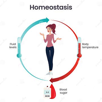 Biology Homeostasis Science Vector Illustration Infographic Stock ...