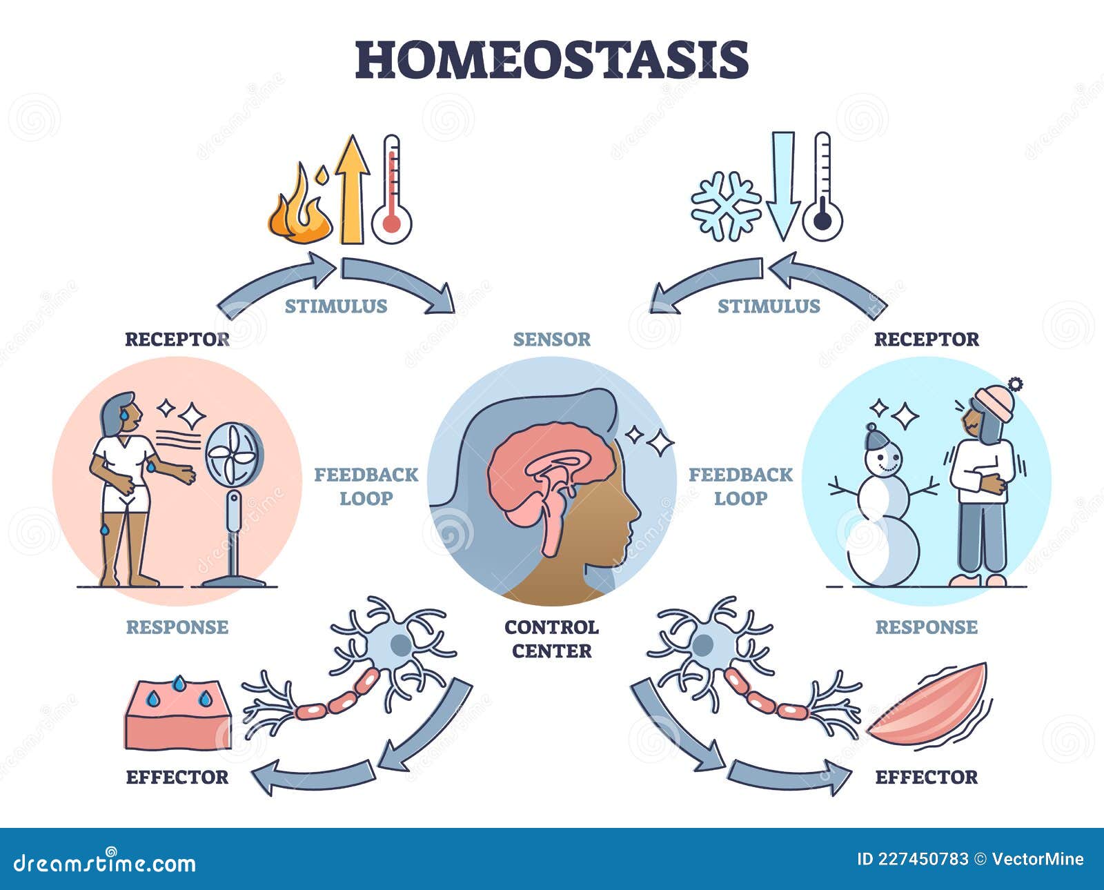 Homeostasis Cartoons, Illustrations & Vector Stock Images - 1001 ... Homeostasis Cartoons, Illustrations & Vector Stock Images - 1001 ...