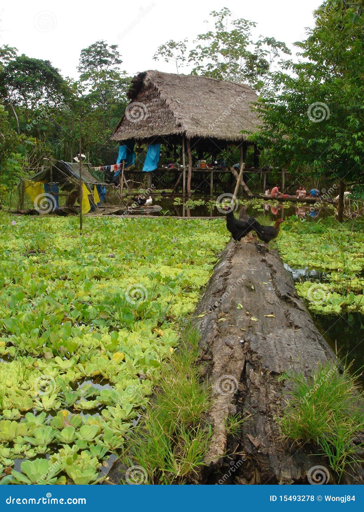 Homes in the amazon stock photo. Image of lifeline, achorage - 15493278