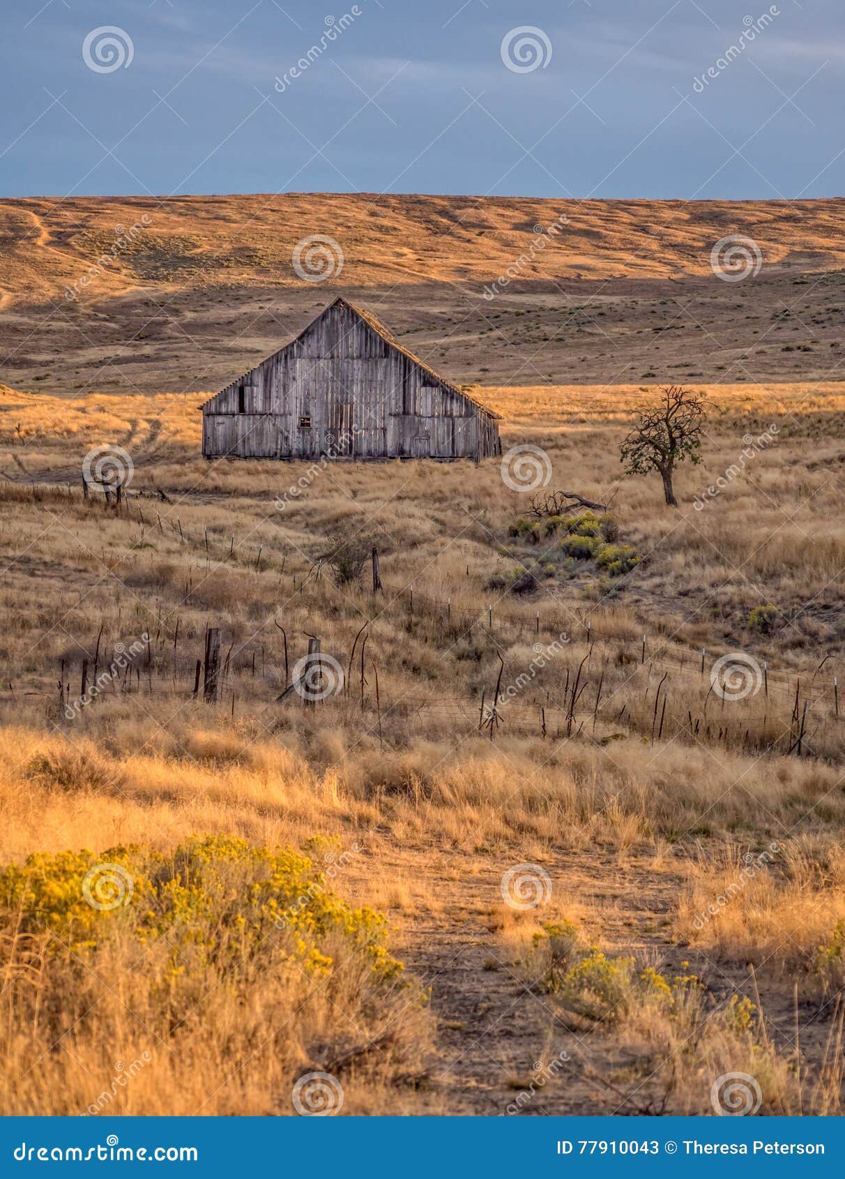 Homestead Barn at Sunset stock image. Image of golden - 77910043