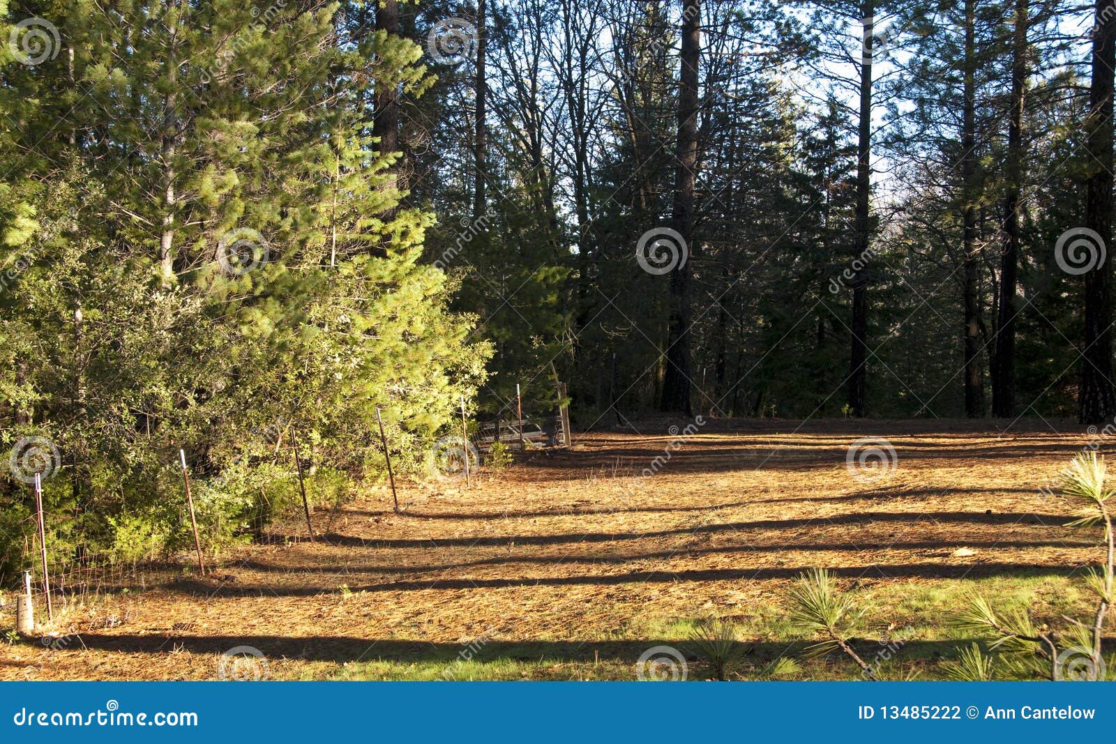 Homestead Clearing in a Pine Forest Stock Photo - Image of area ...