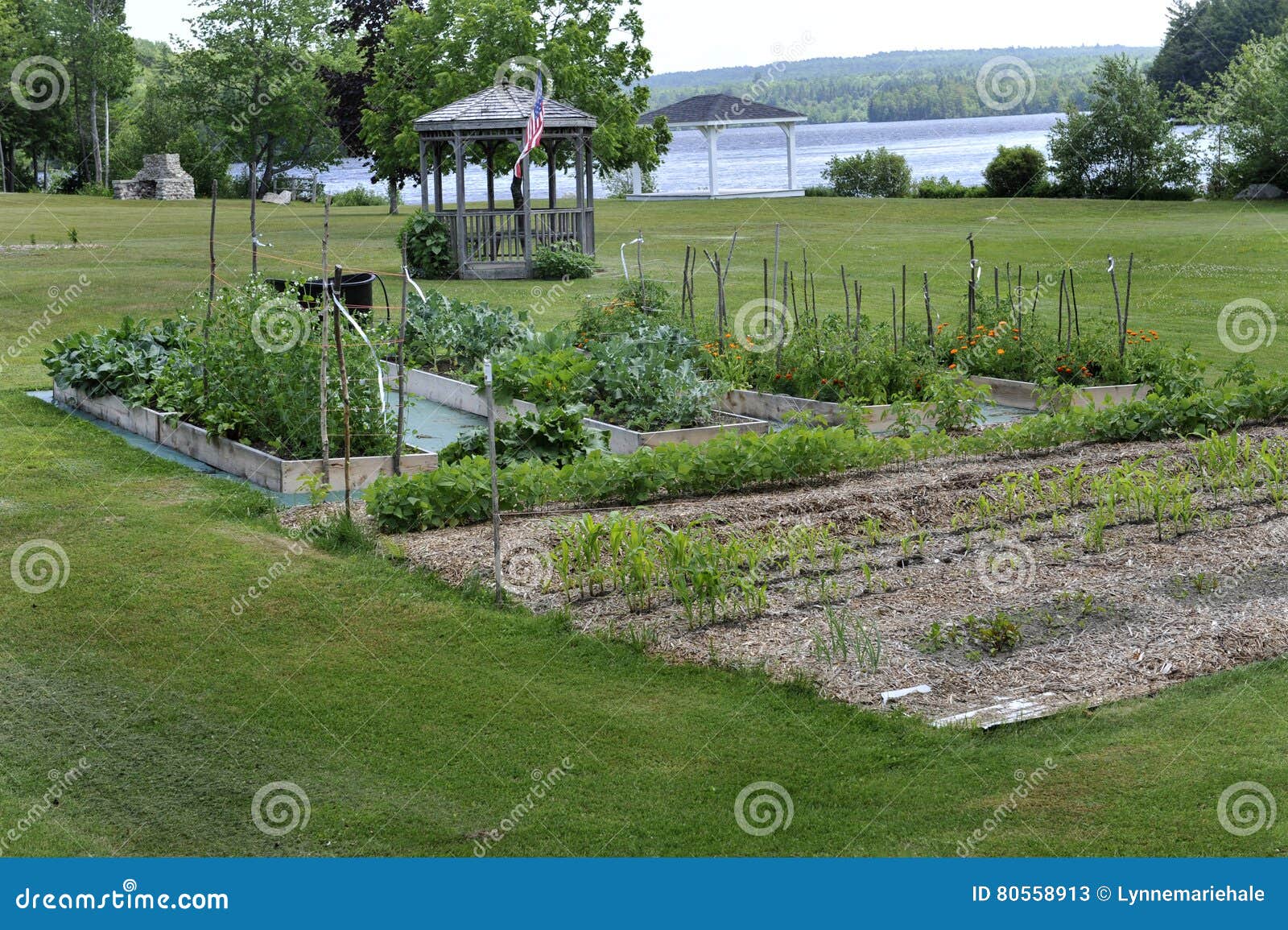 Homestead Gardening stock image. Image of raised, growing - 80558913