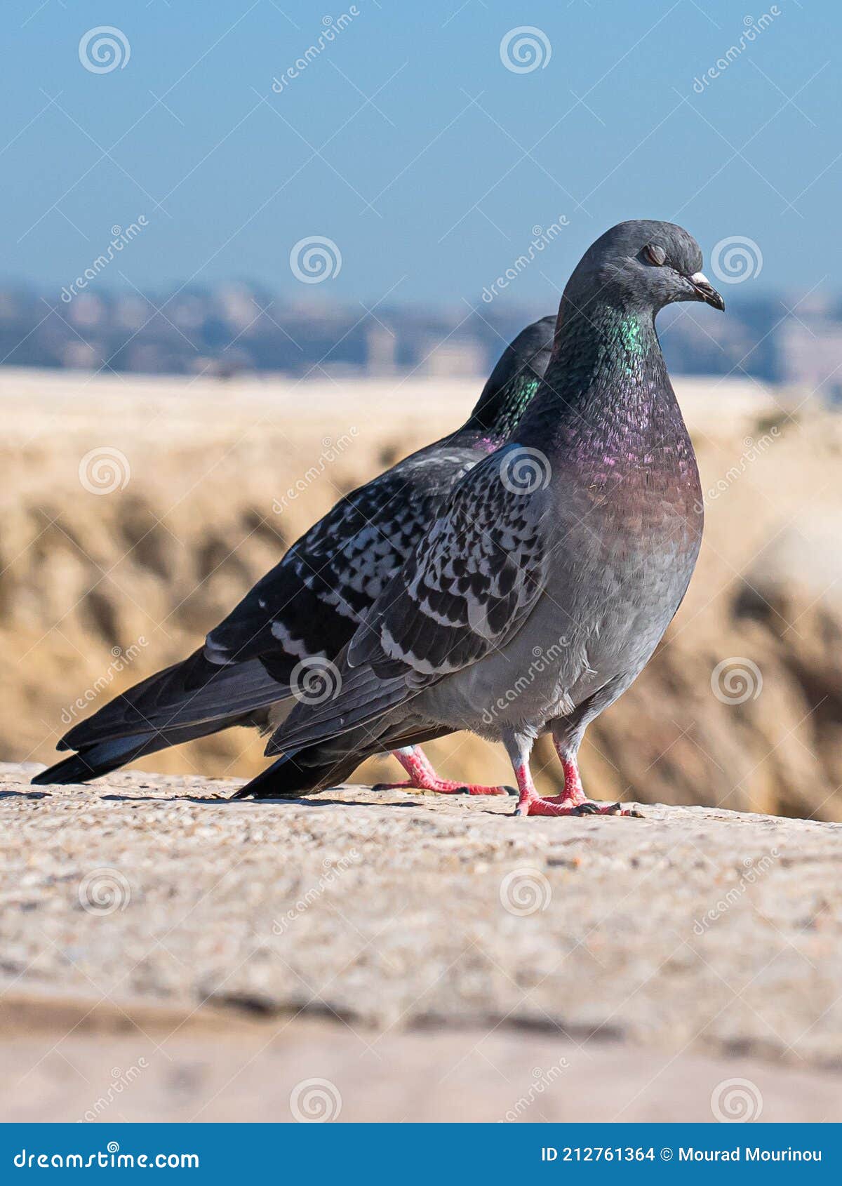 Couples Of Homing Pigeon Standing On Home Roof Royalty-Free Stock ...
