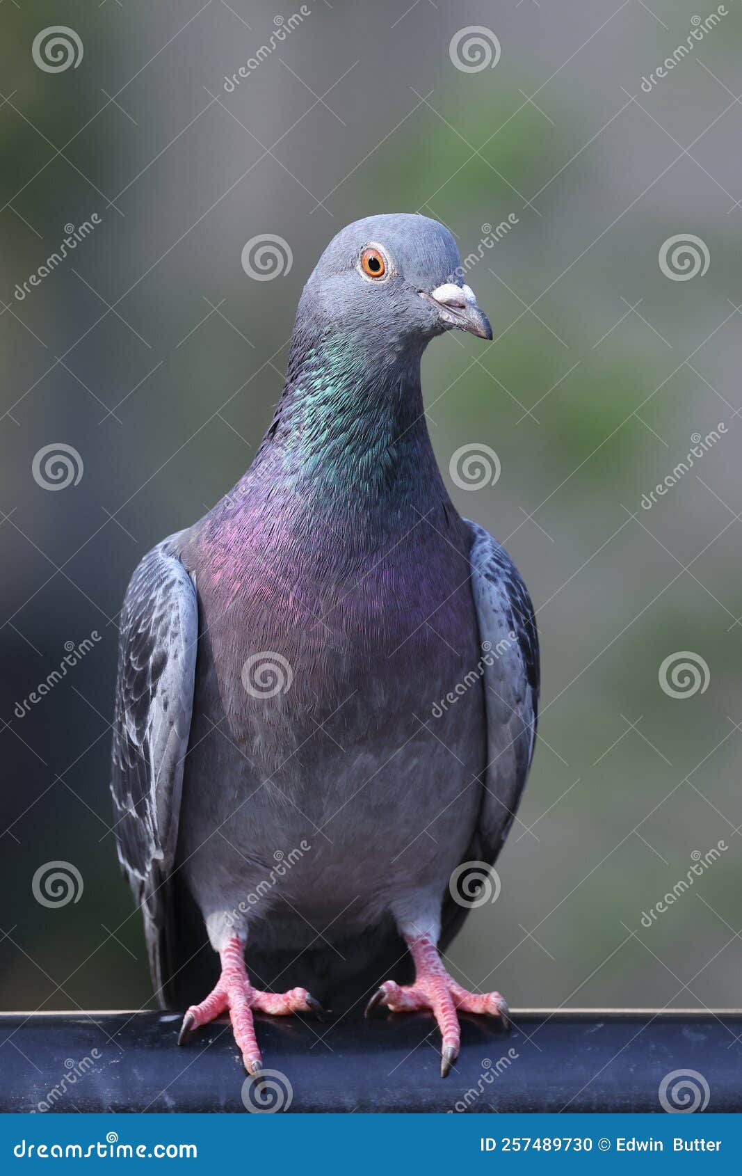 The Homing Pigeon, Also Called the Mail Pigeon Stock Photo - Image of ...